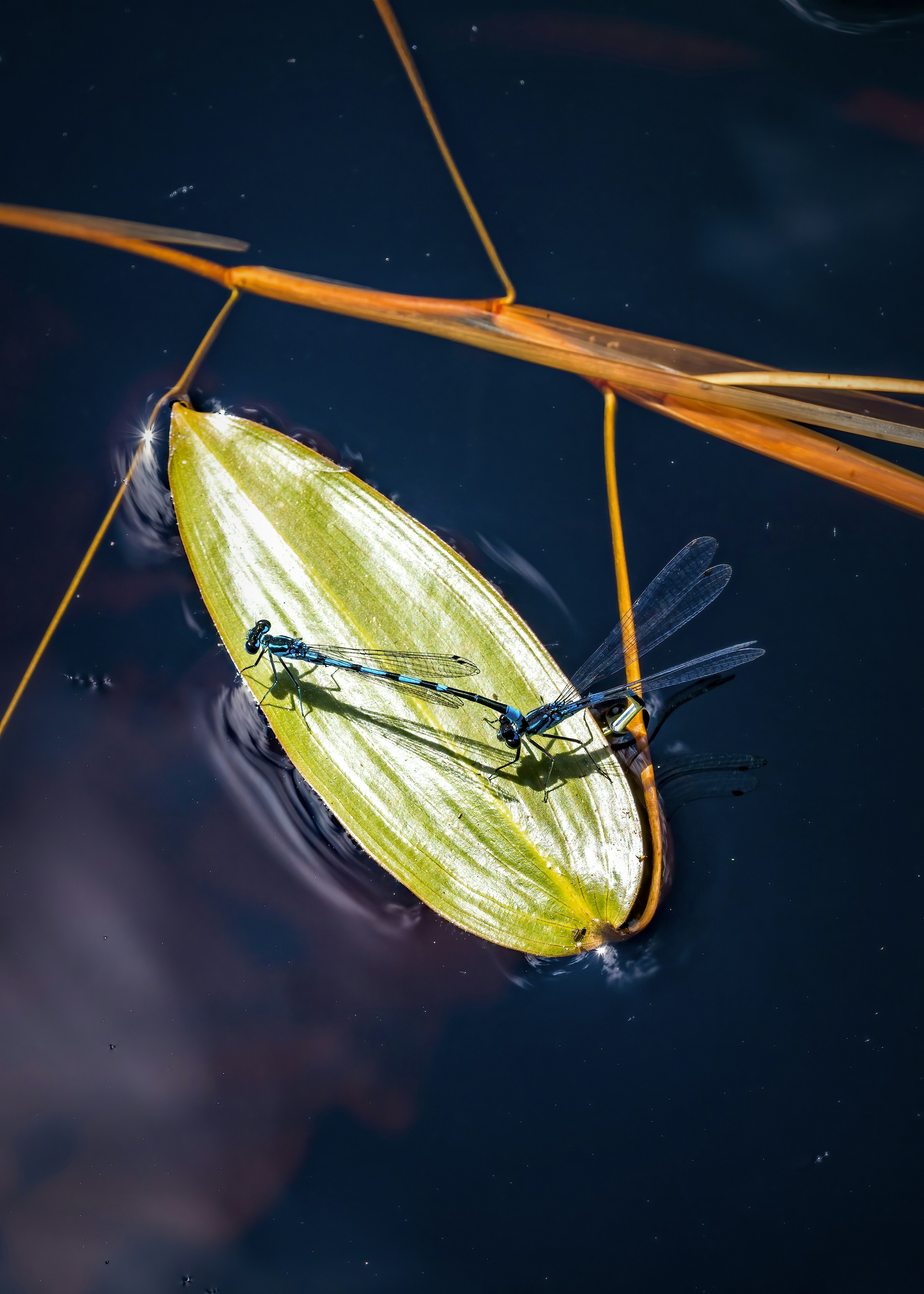 Azure Damselflies on a Pale Leaf Floating in Velvet Dark Water