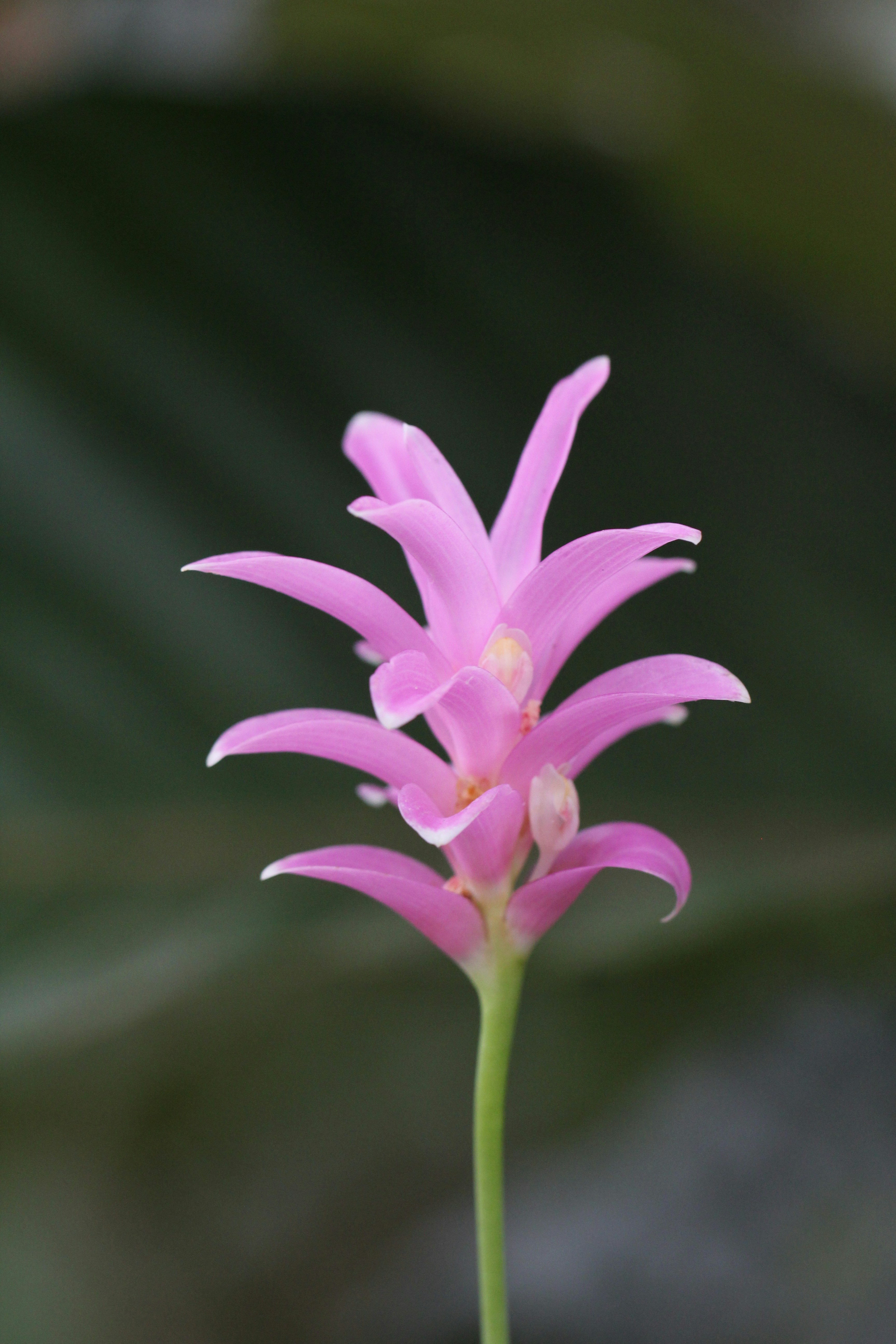 Pink Orchid Spike Reaching Toward a Soft Green Backdrop