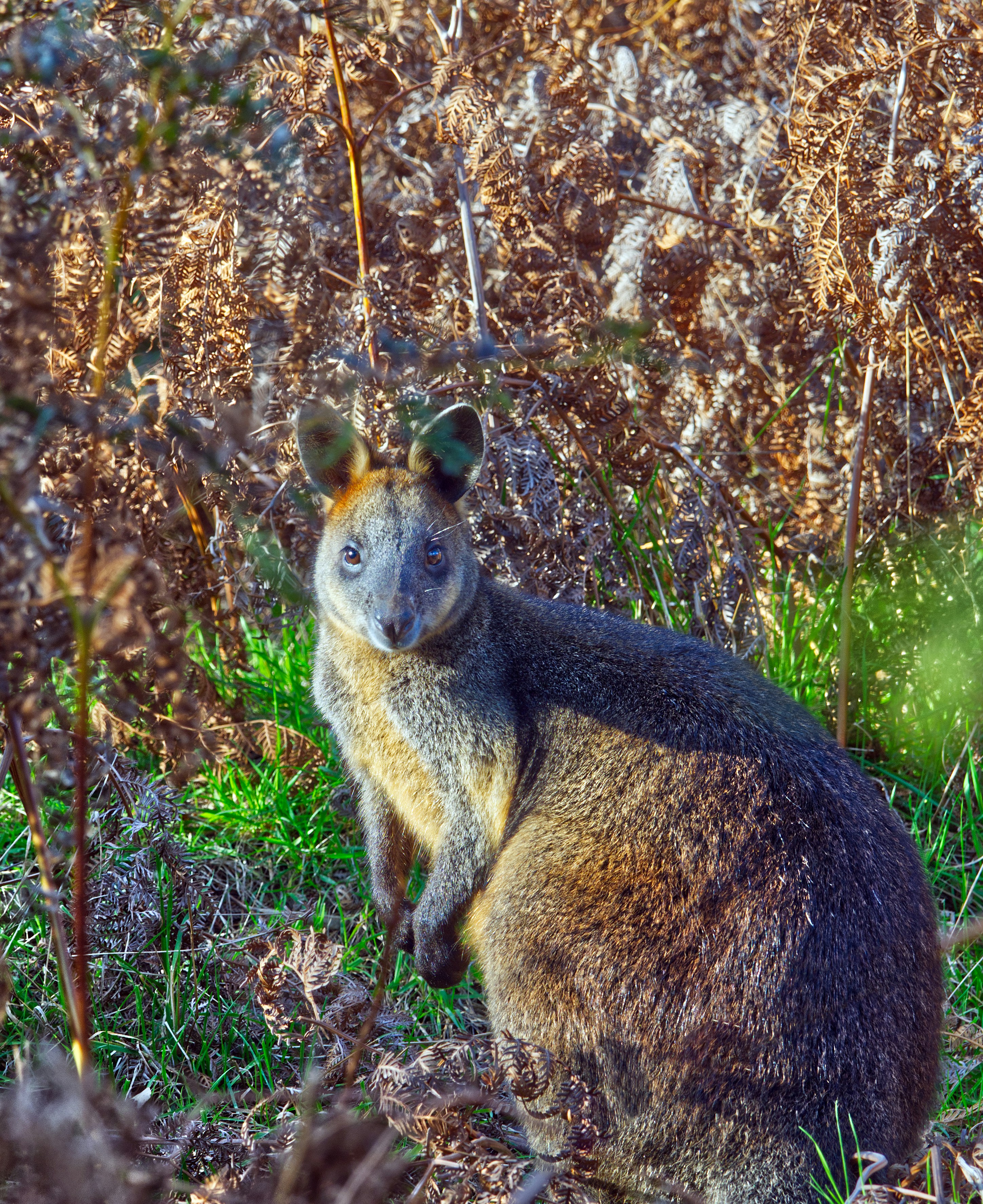 Swamp Wallaby (Wallabia bicolor); Briars Wildlife Sanctuary, Mount Martha, Victoria, Australia; June 2023