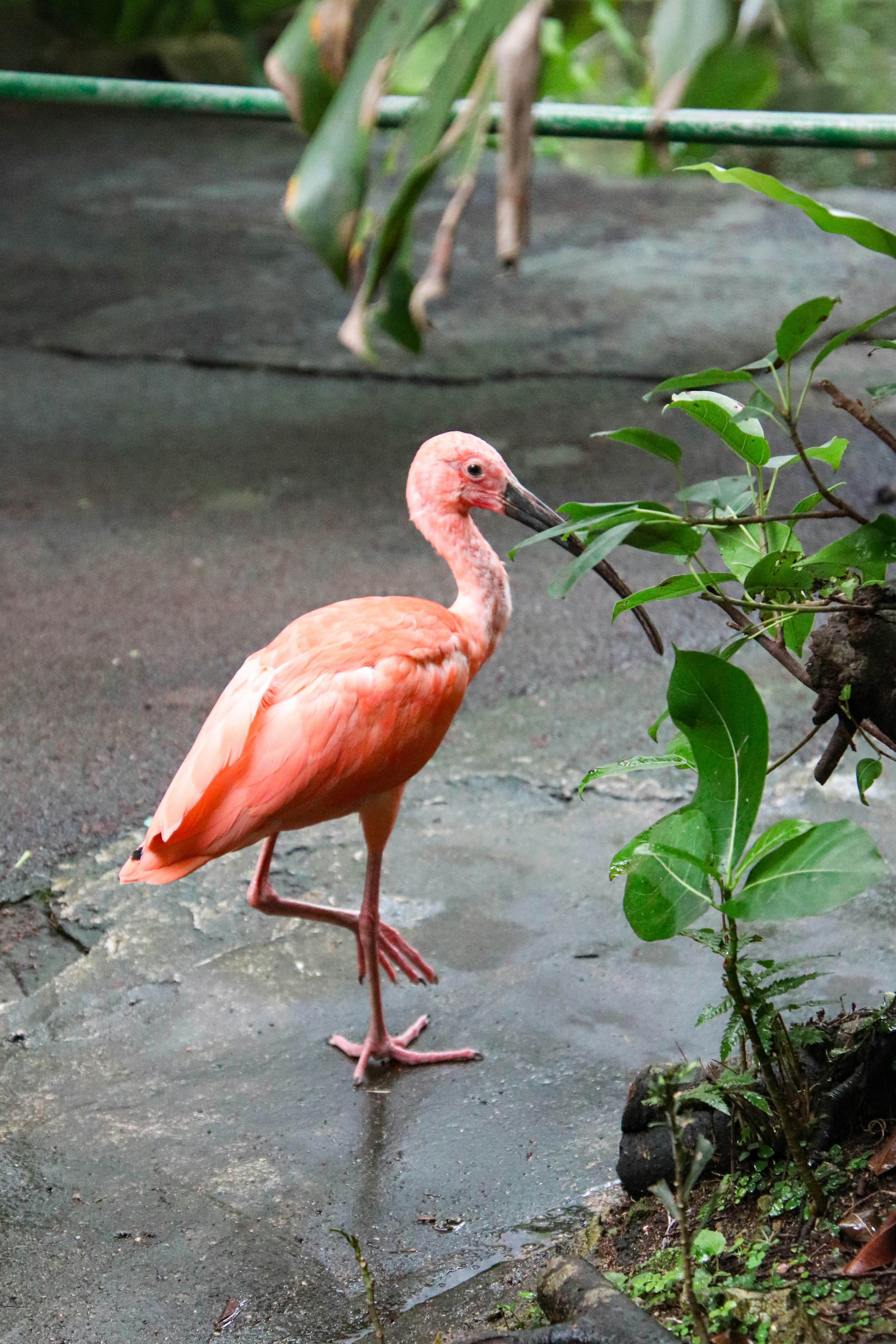 Pink Flamingo on a Rain-Washed Path Amid Tropical Foliage