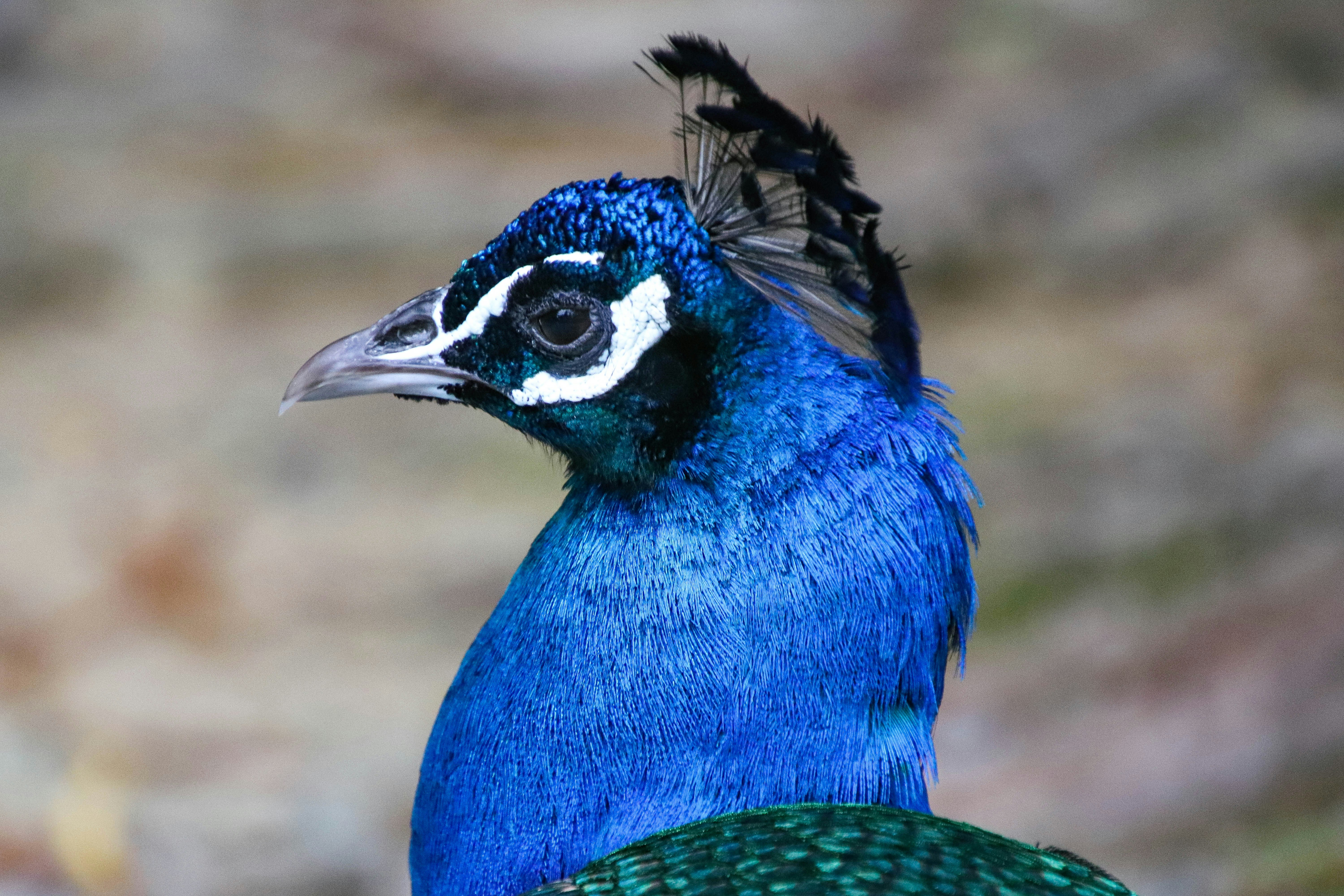 Cobalt Crest: A Peacock Portrait Highlighting Iridescent Blue Plumage