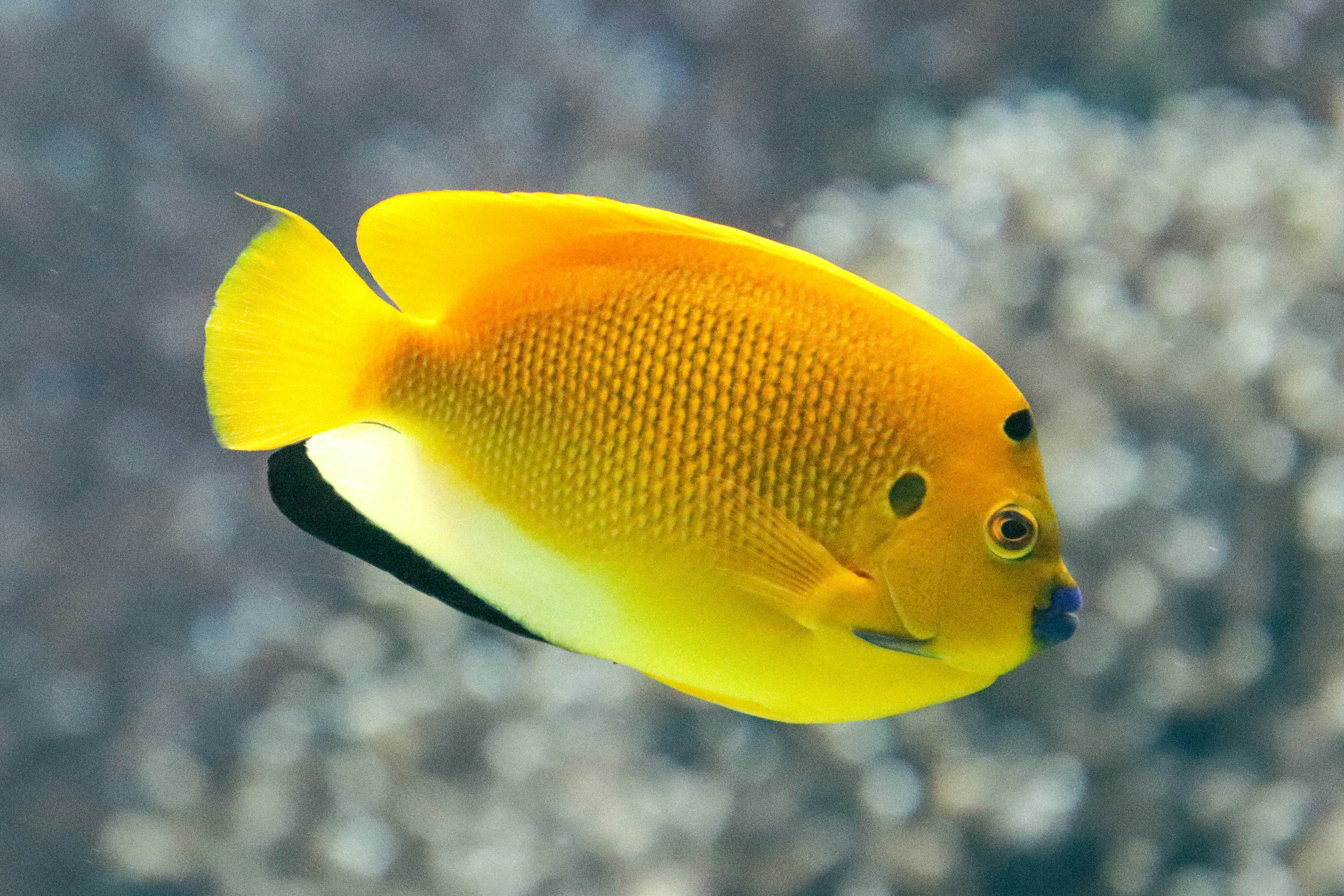 A yellow and black fish is swimming in the water photo – Free Animal ...