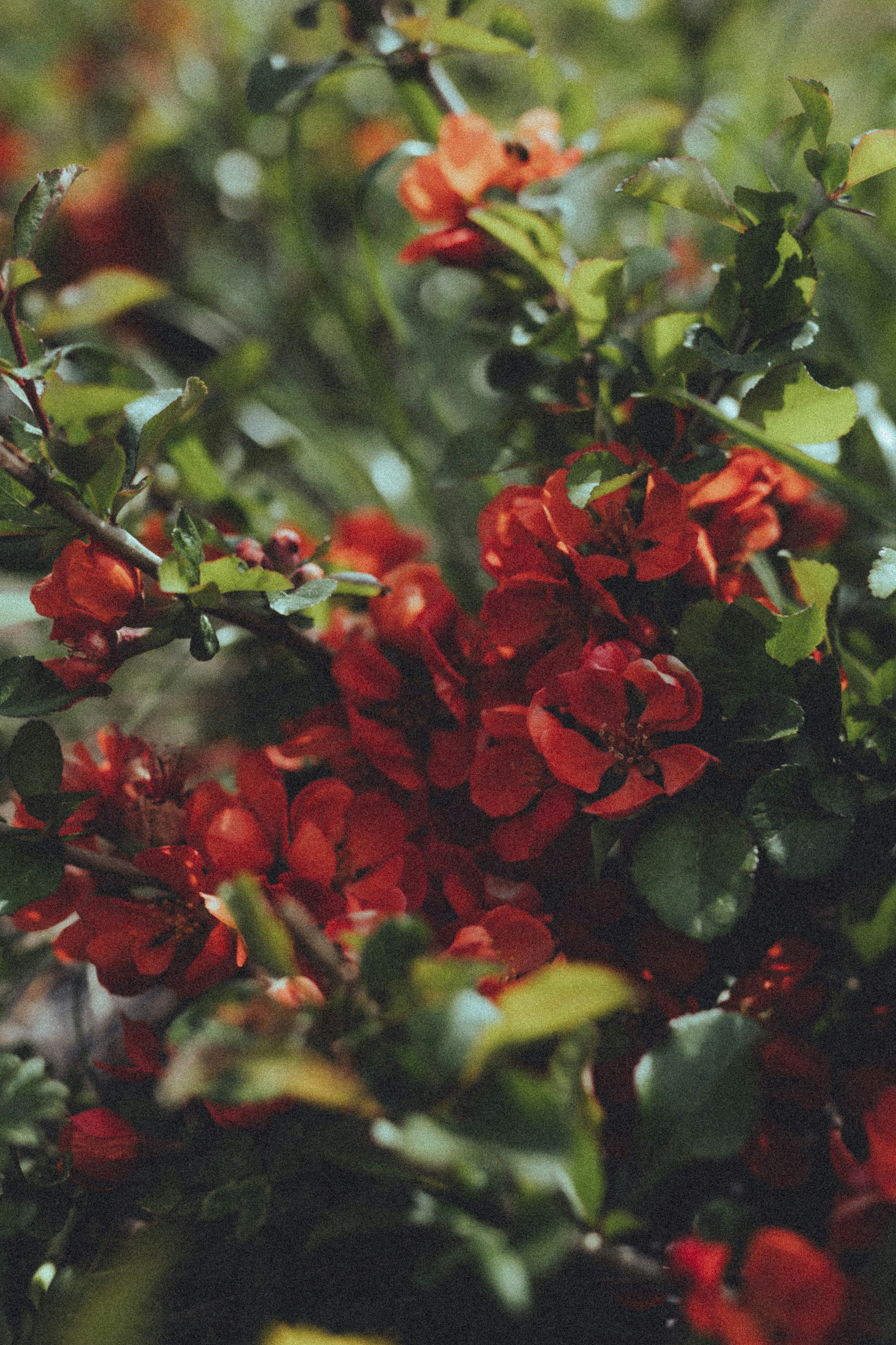 Un buisson aux fleurs rouges et aux feuilles vertes photo – Photo Le ...