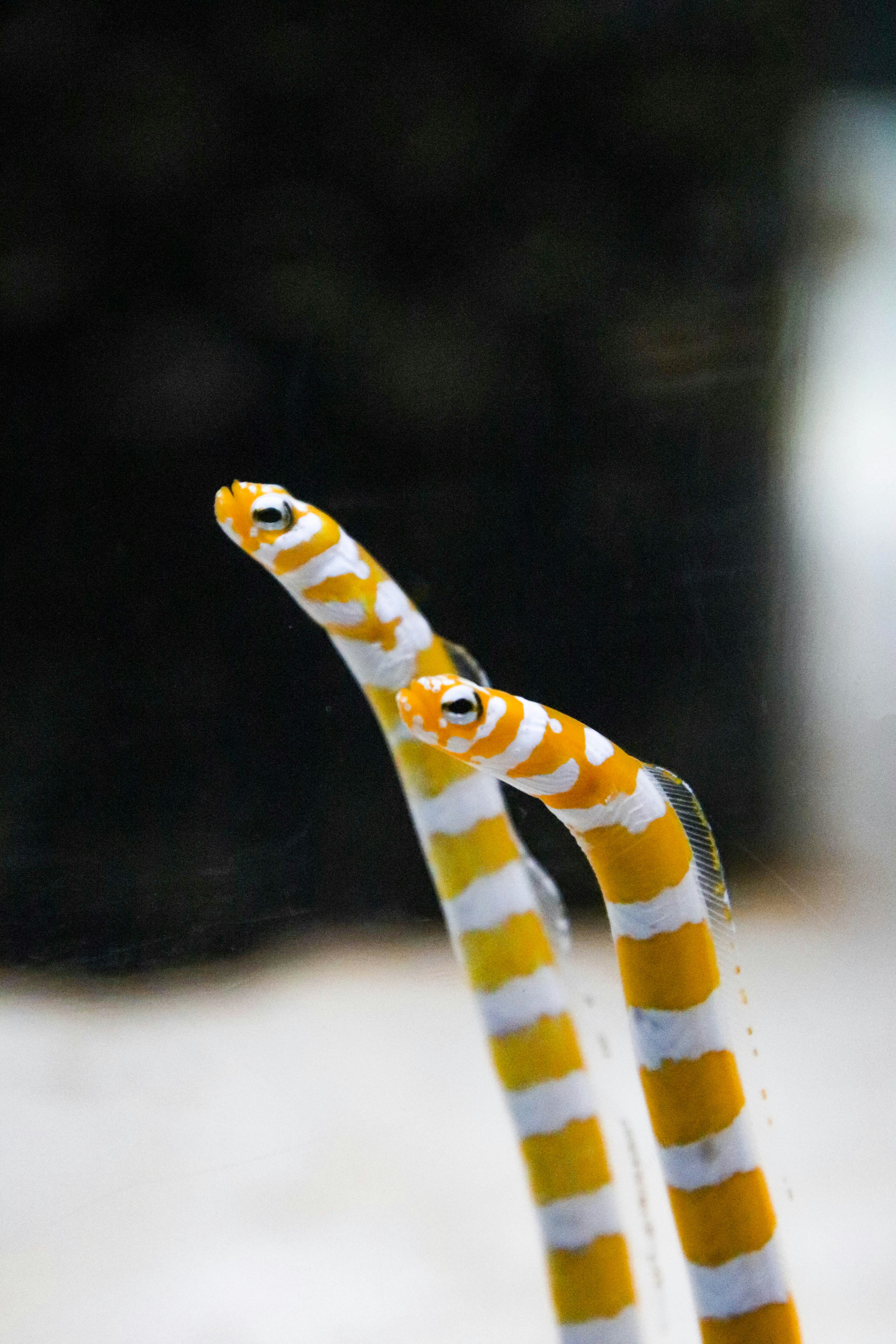 Nose-to-Nose: Dual Yellow-and-White Banded Snakes in Focus