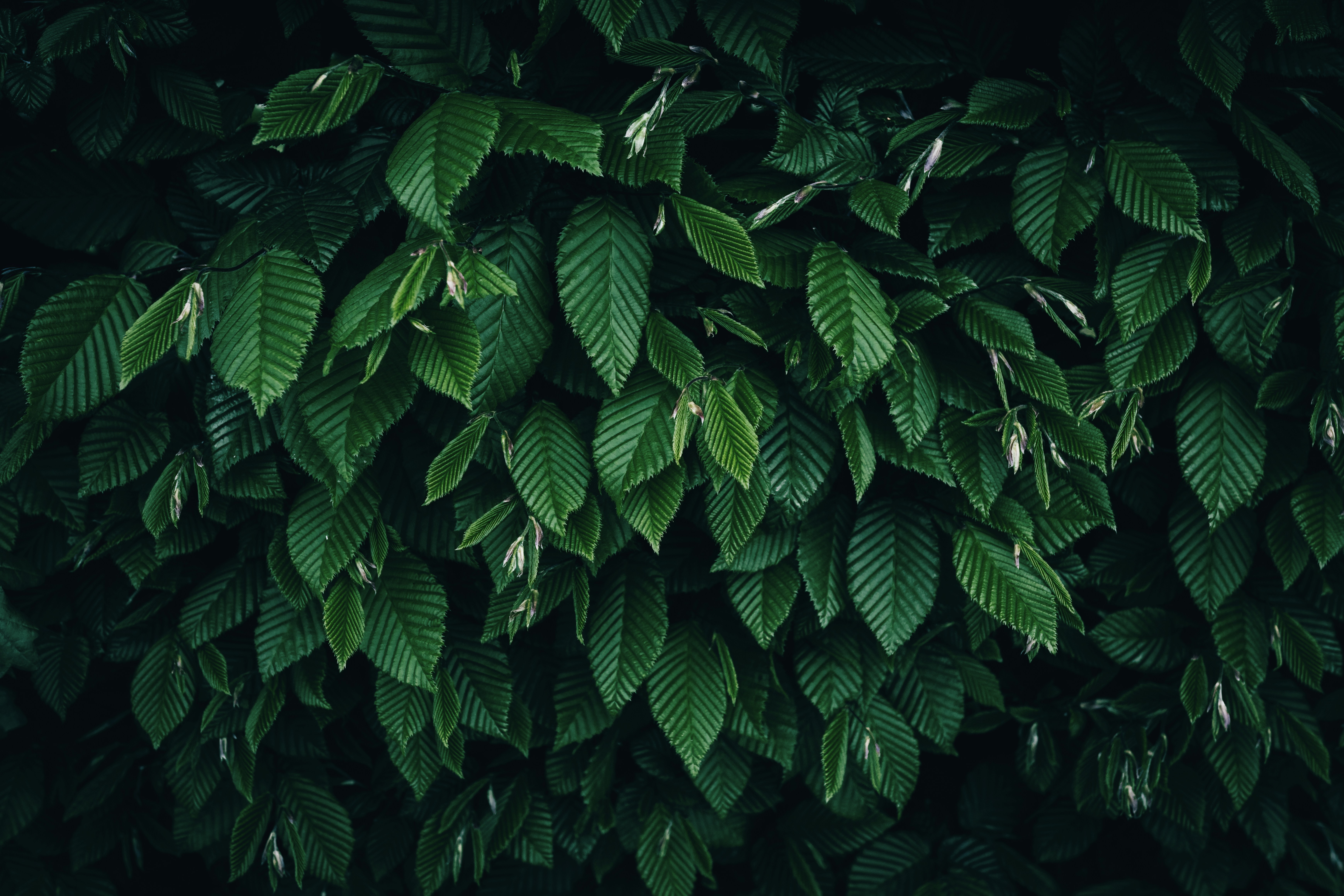 A close up of a green leafy wall photo – Free Plant Image on Unsplash