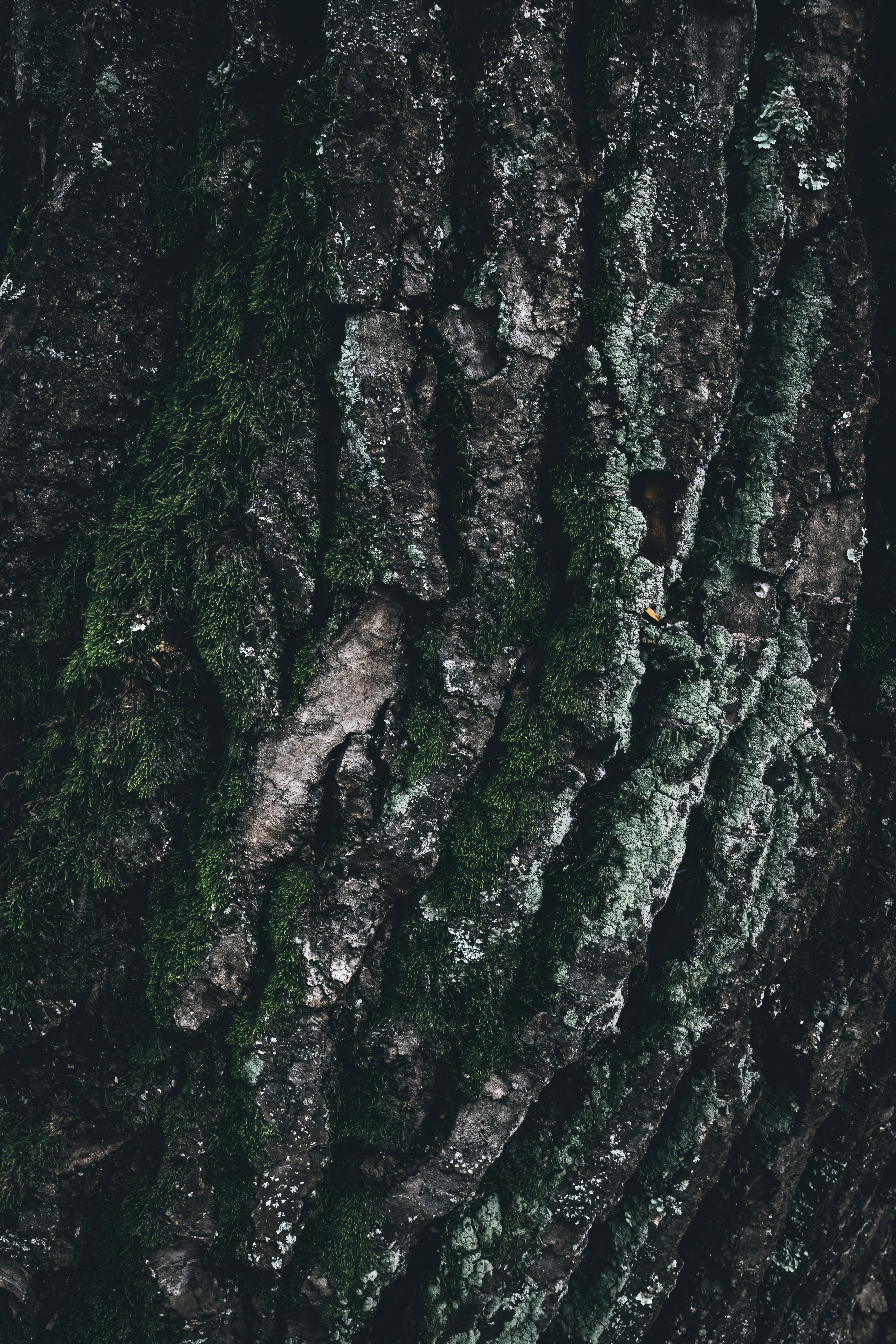 A close up of a tree trunk with moss growing on it photo – Free Serbia ...
