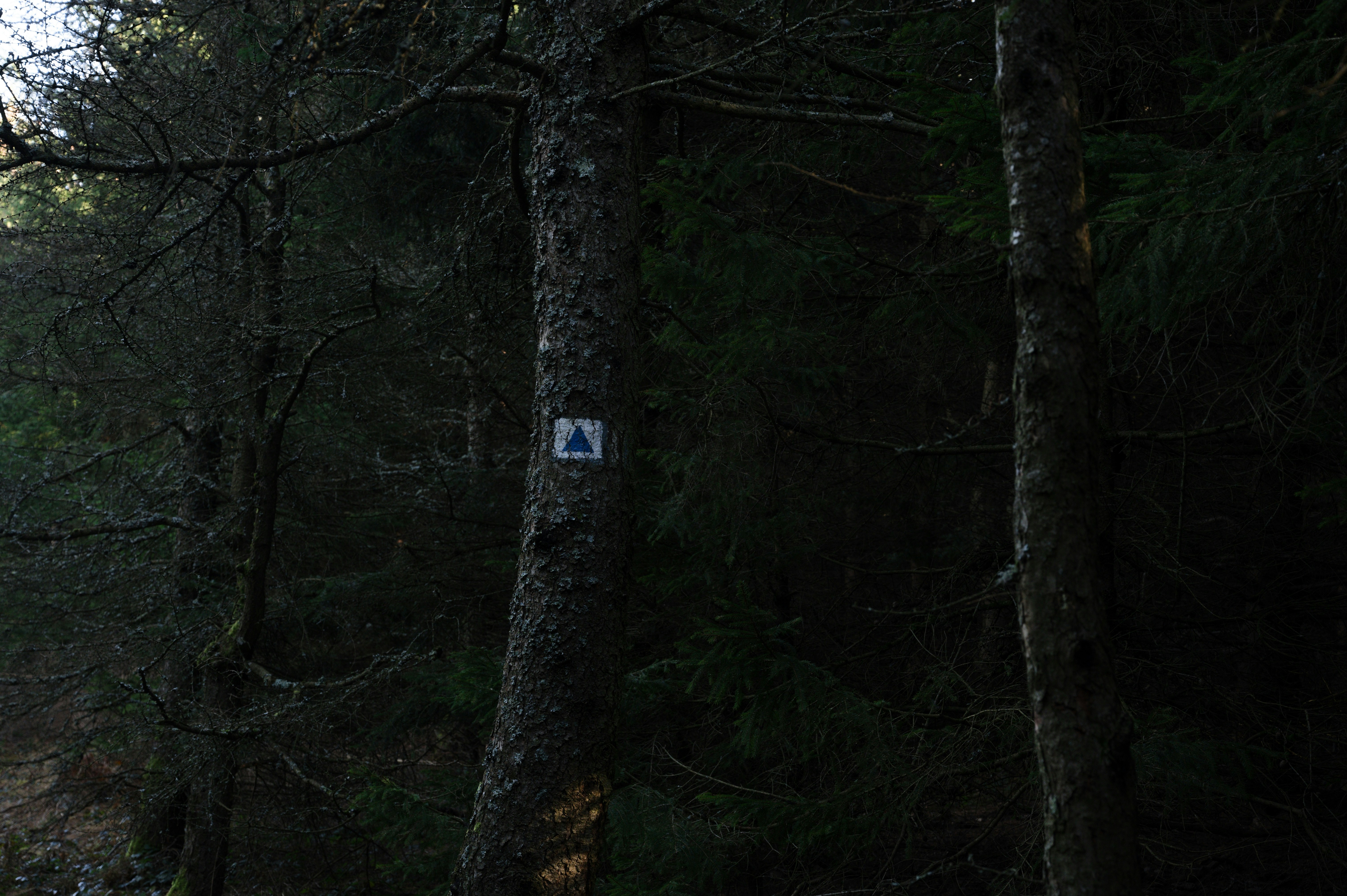 Blue Trail Marker Amid Dim Pines: A Quiet Forest Signpost
