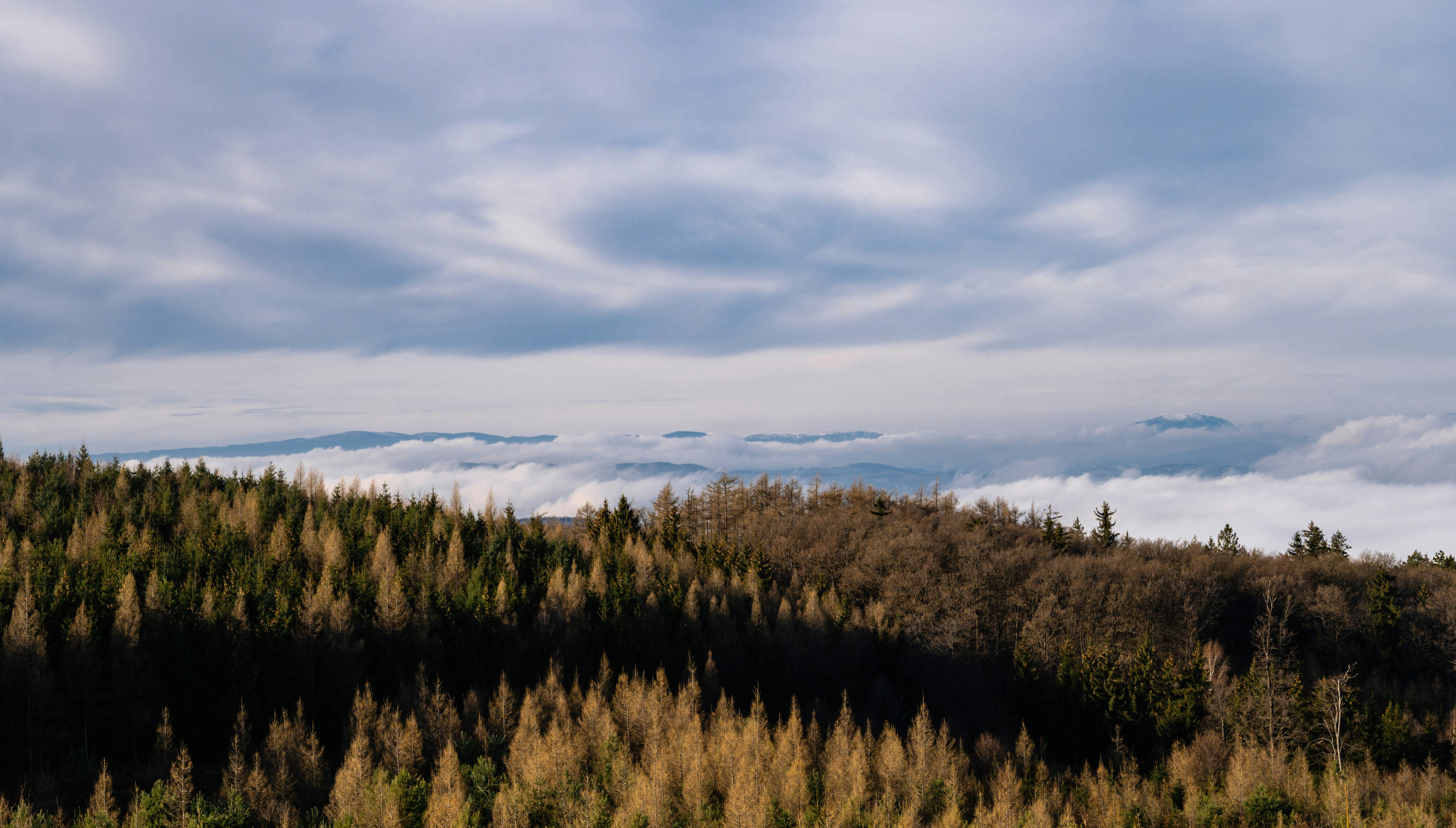 A view of a forest with clouds in the distance photo – Free Nature ...