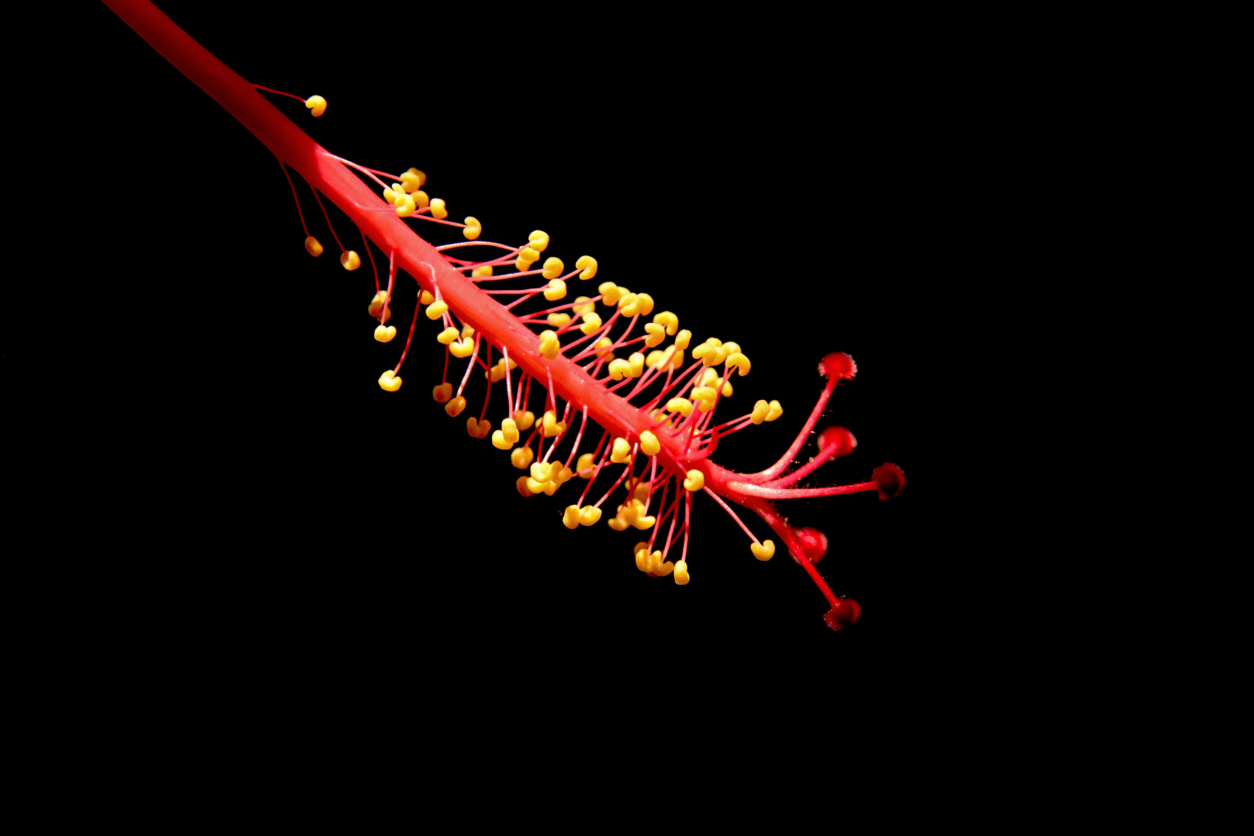 Crimson Stamen Beads: Golden Pollen Along a Diagonal Filament