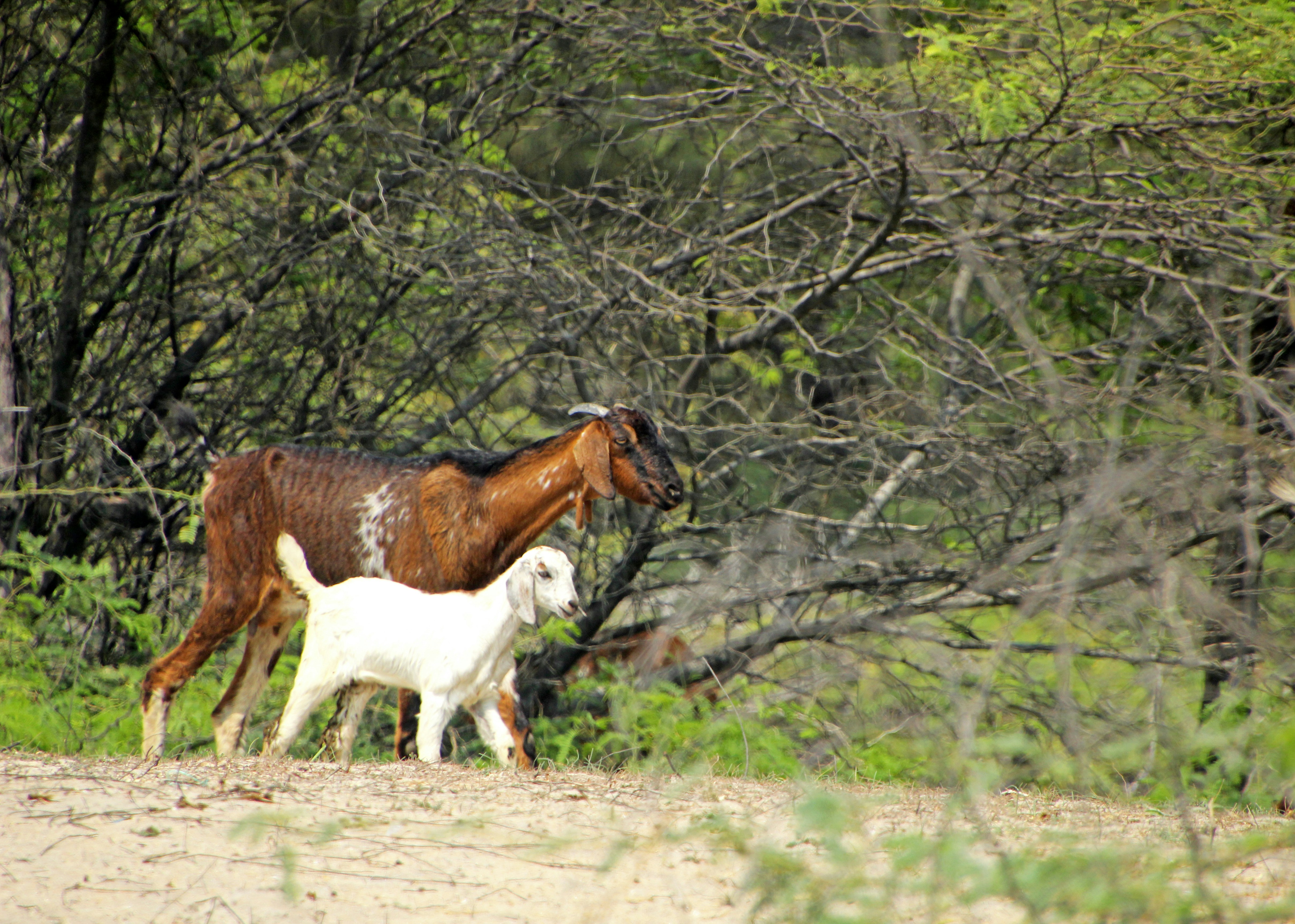 Foal and Mare on a Sandy Path Framed by Dense Branches