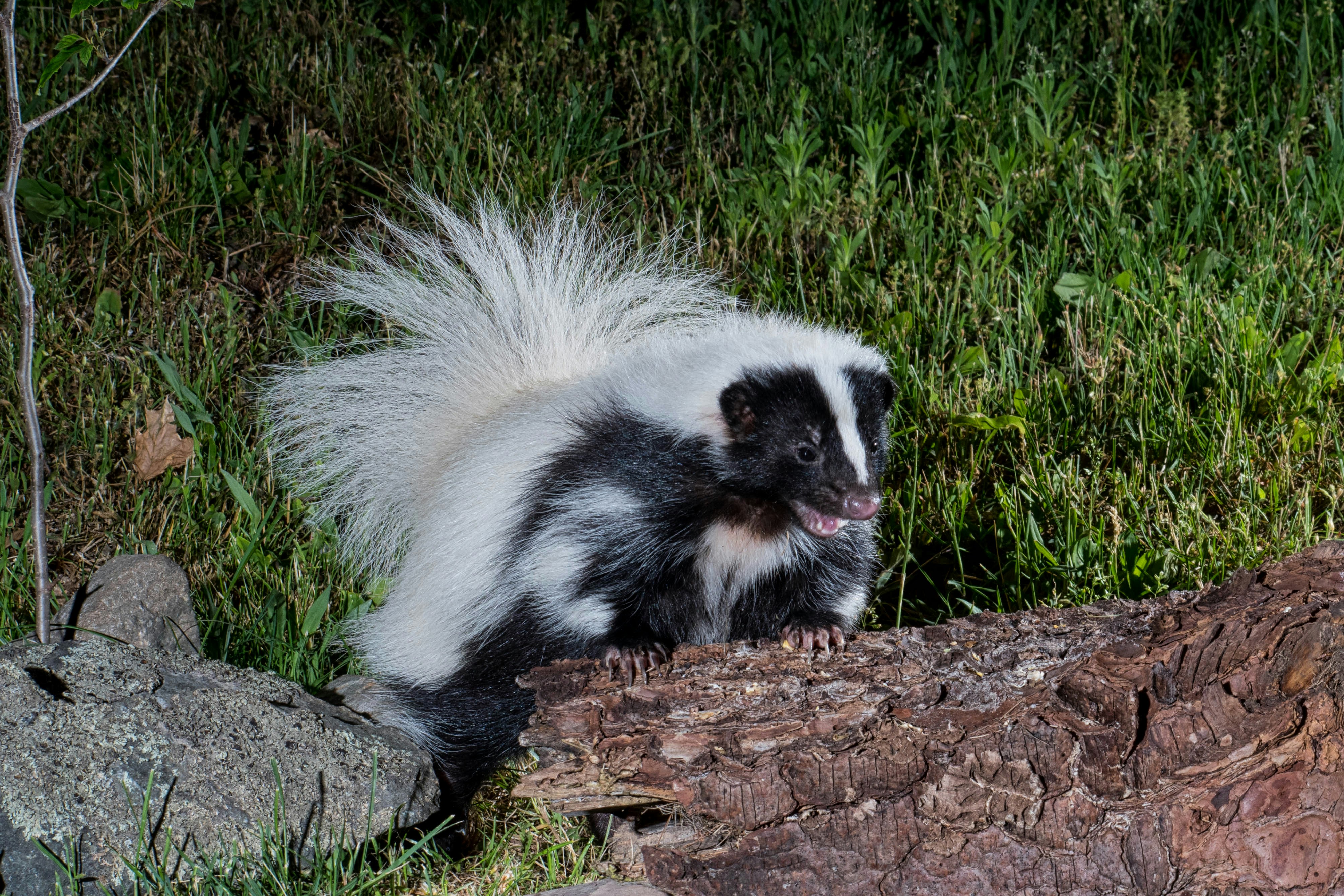 A skunky skunky skunky skunky skunky photo – Free Brunswick Image on ...
