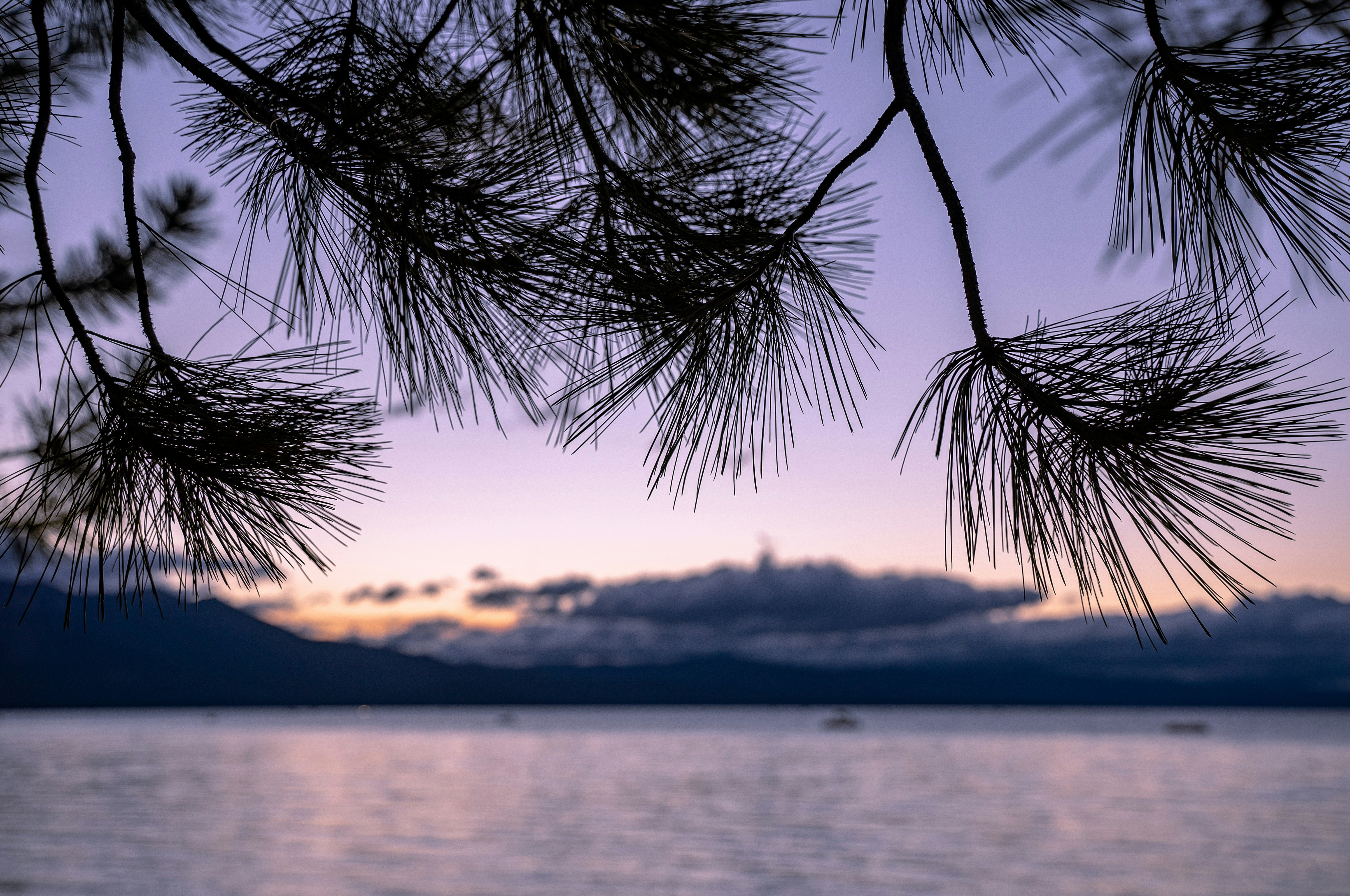Overhanging Pines Frame a Dusk-Blue Lake