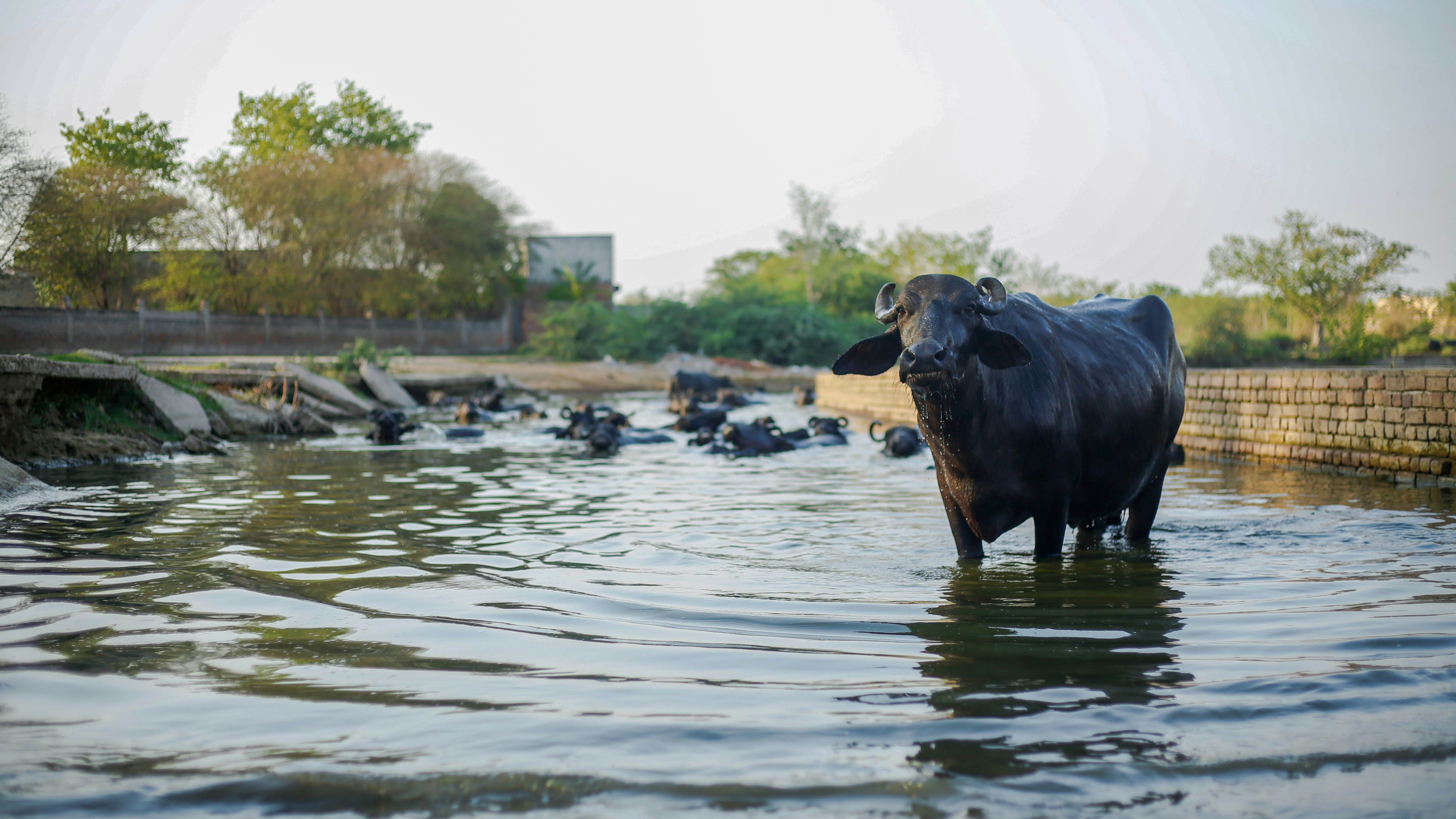 A cow standing in a body of water photo – Free Animal Image on Unsplash