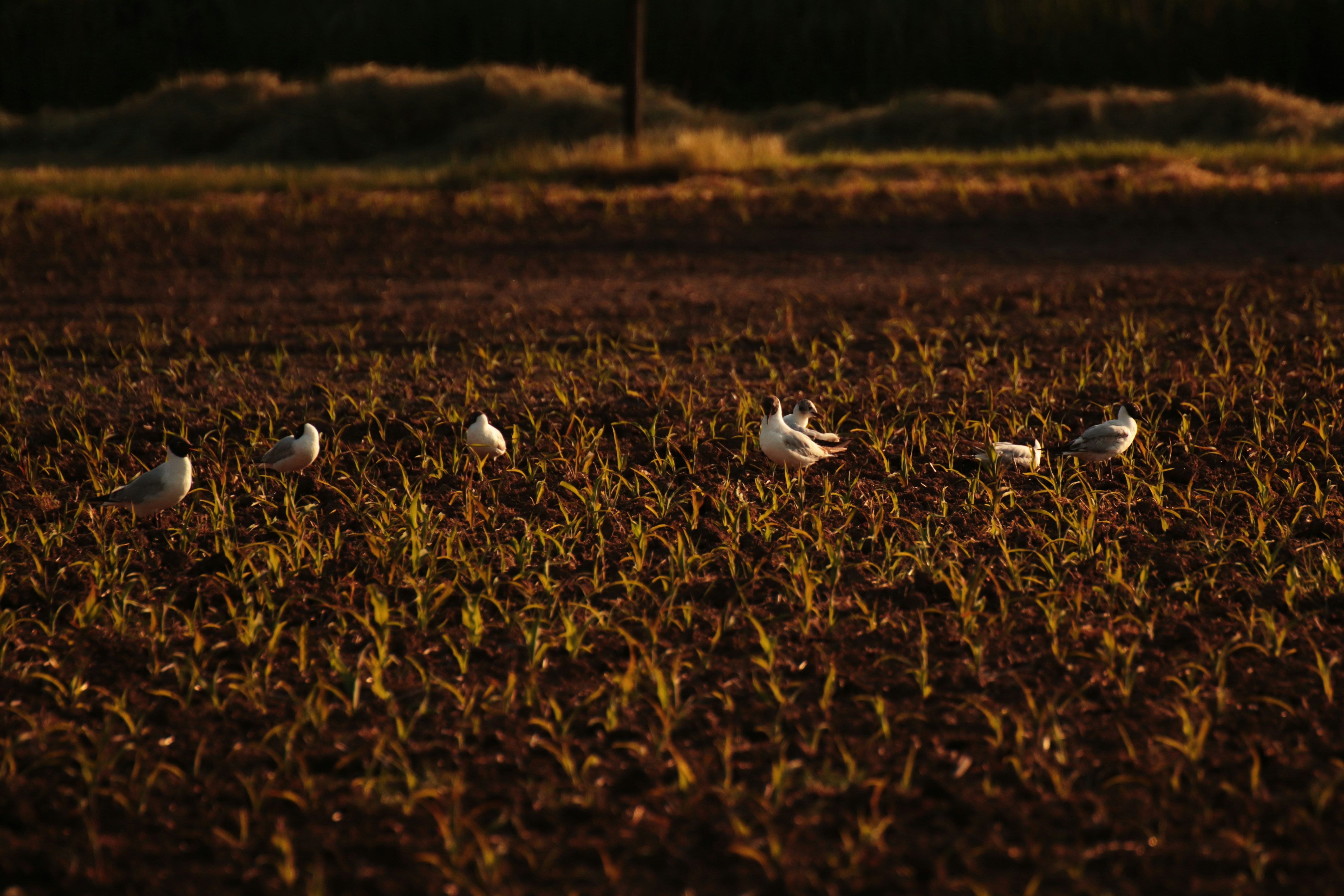 A group of birds standing on top of a lush green field photo – Free ...