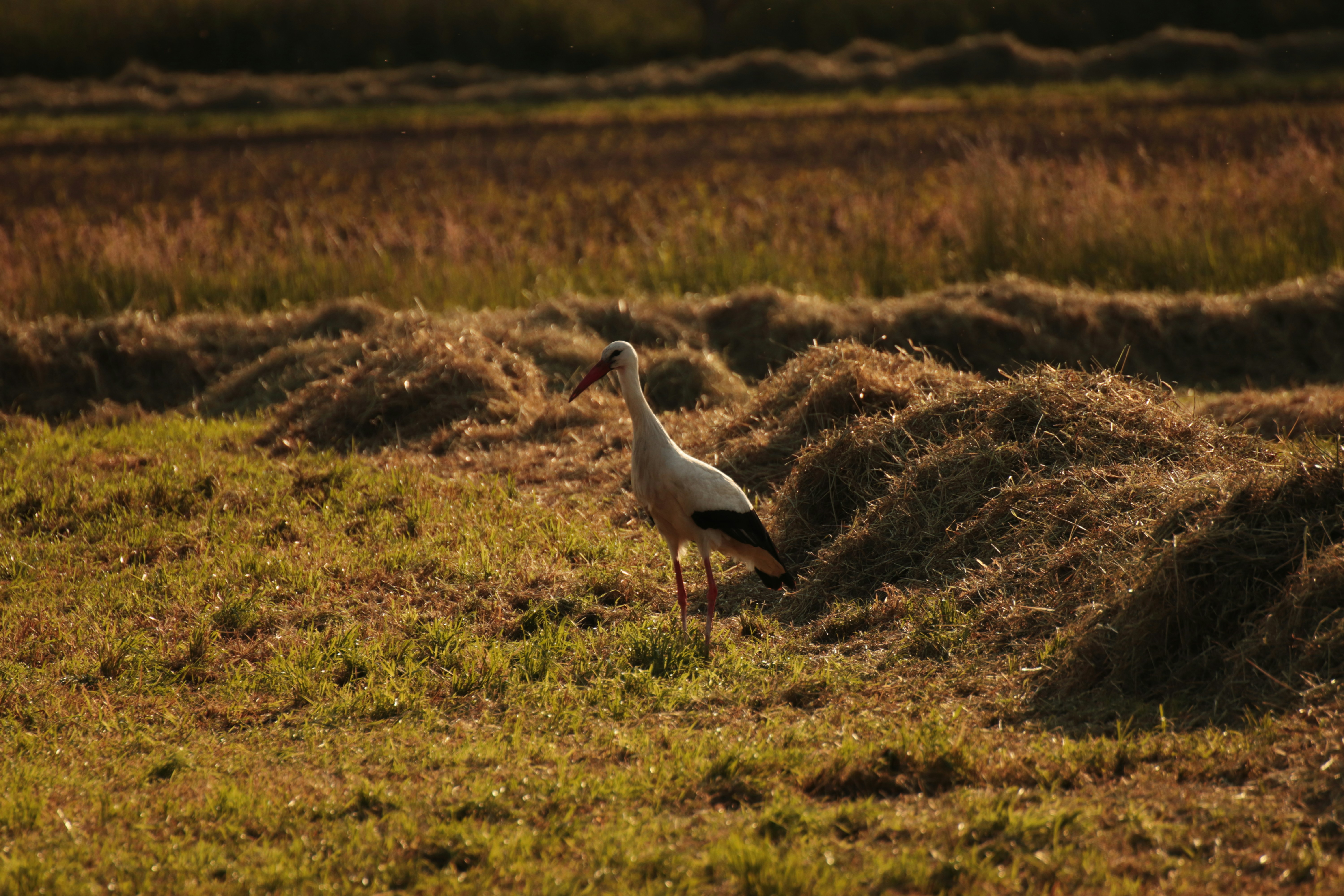 Lone White Stork in a Golden-Hour Hayfield