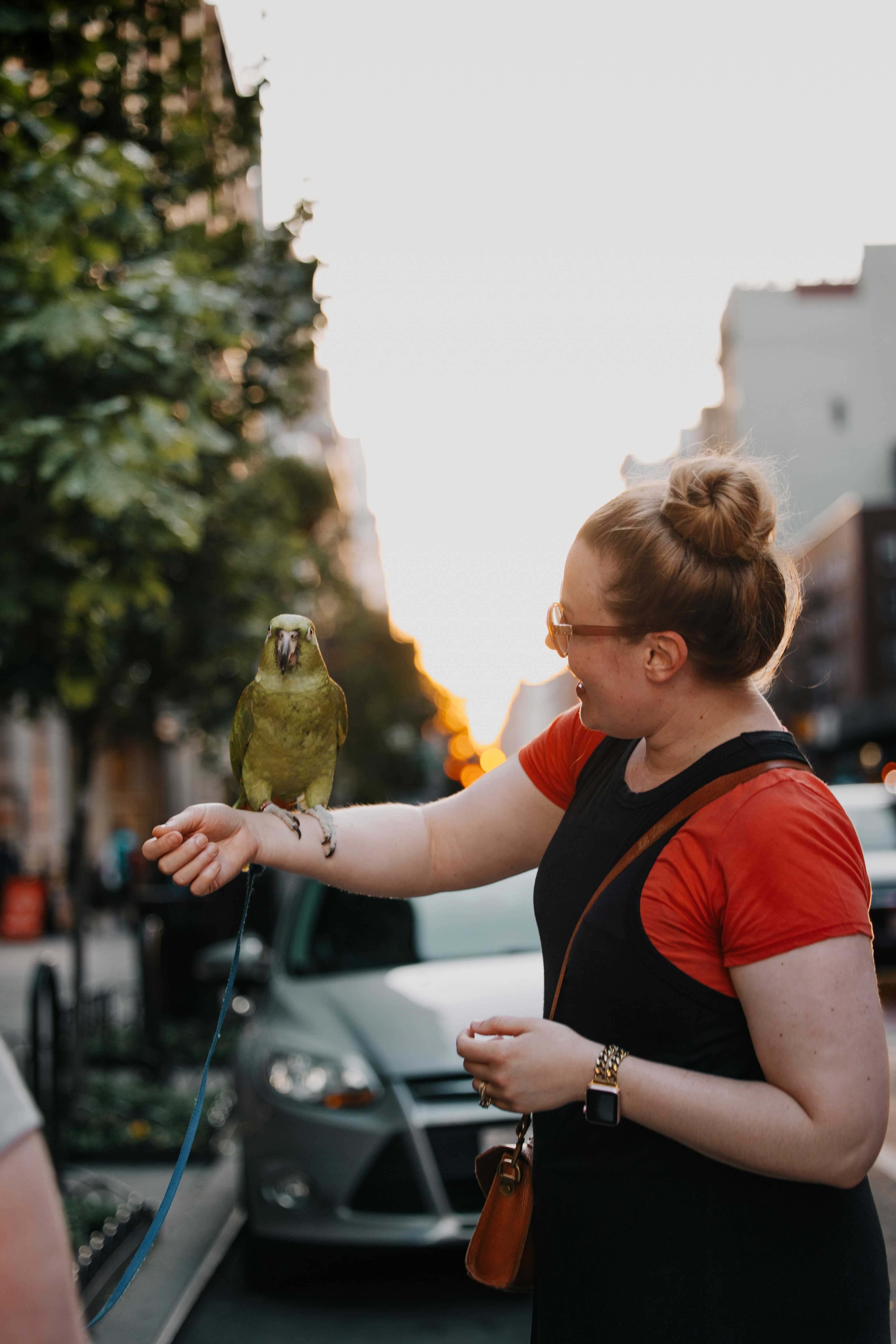 Emberlight Exchange: Parrot Perch on a City Walk