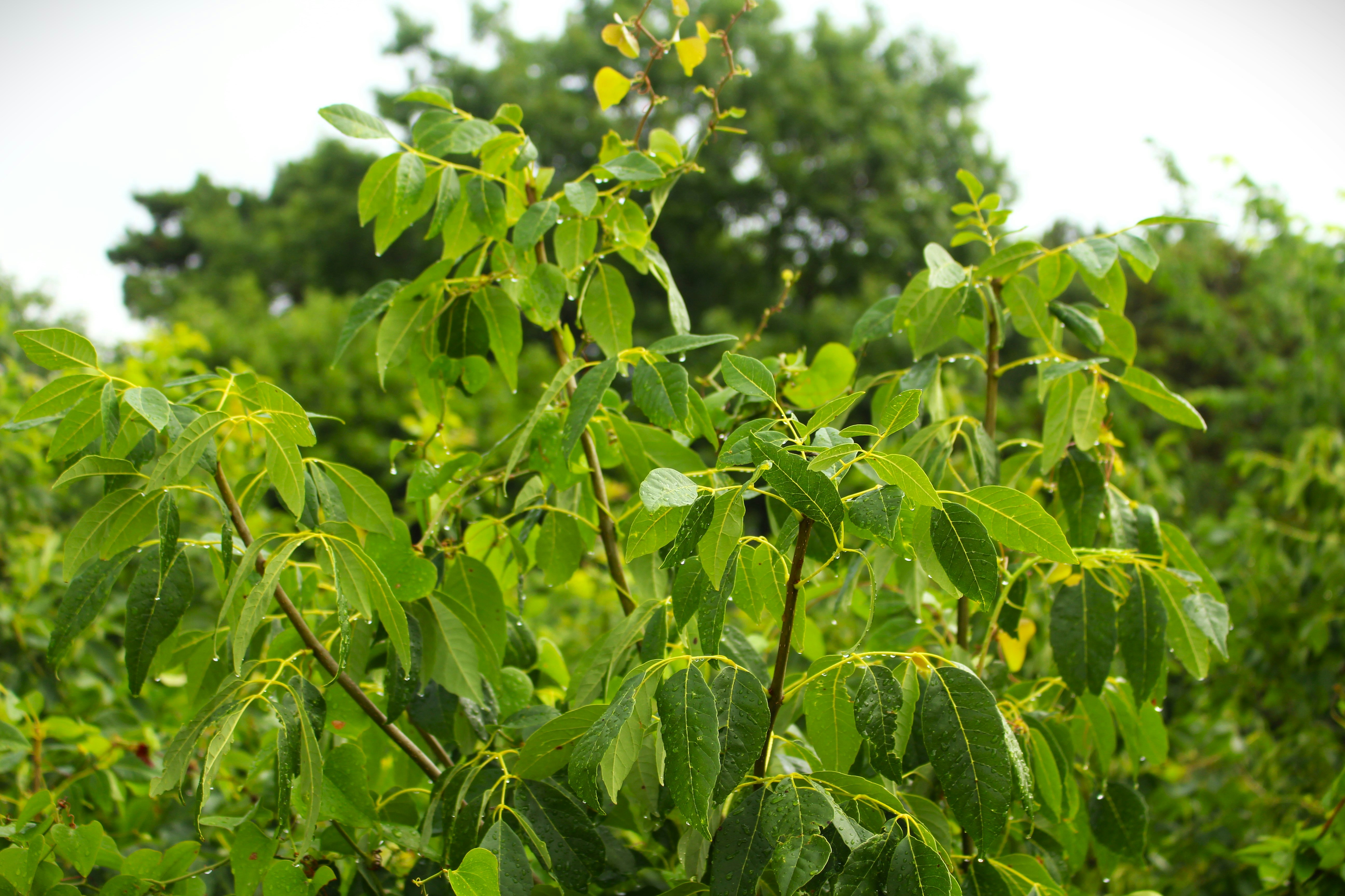 Emerald Veil: Close-Up of Lush Leaves in a Quiet Garden