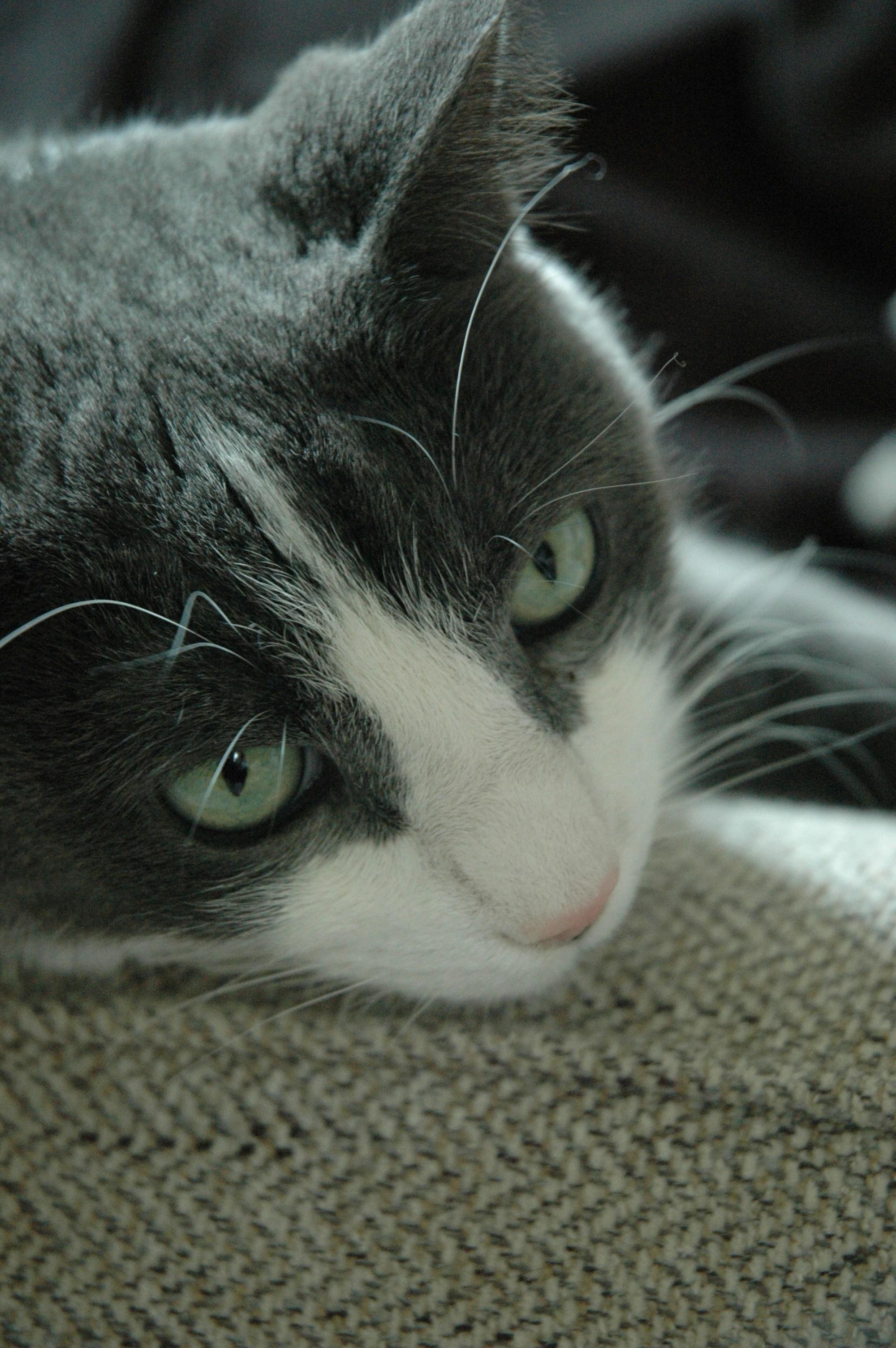This cat is named Smokey, smokey does not like to pose though when he does he is incredible. unfortunately, this cat has cancer, which is no longer treatable. Smokey 5/06/17 - 6/26/23 | a gray and white cat laying on top of a couch
