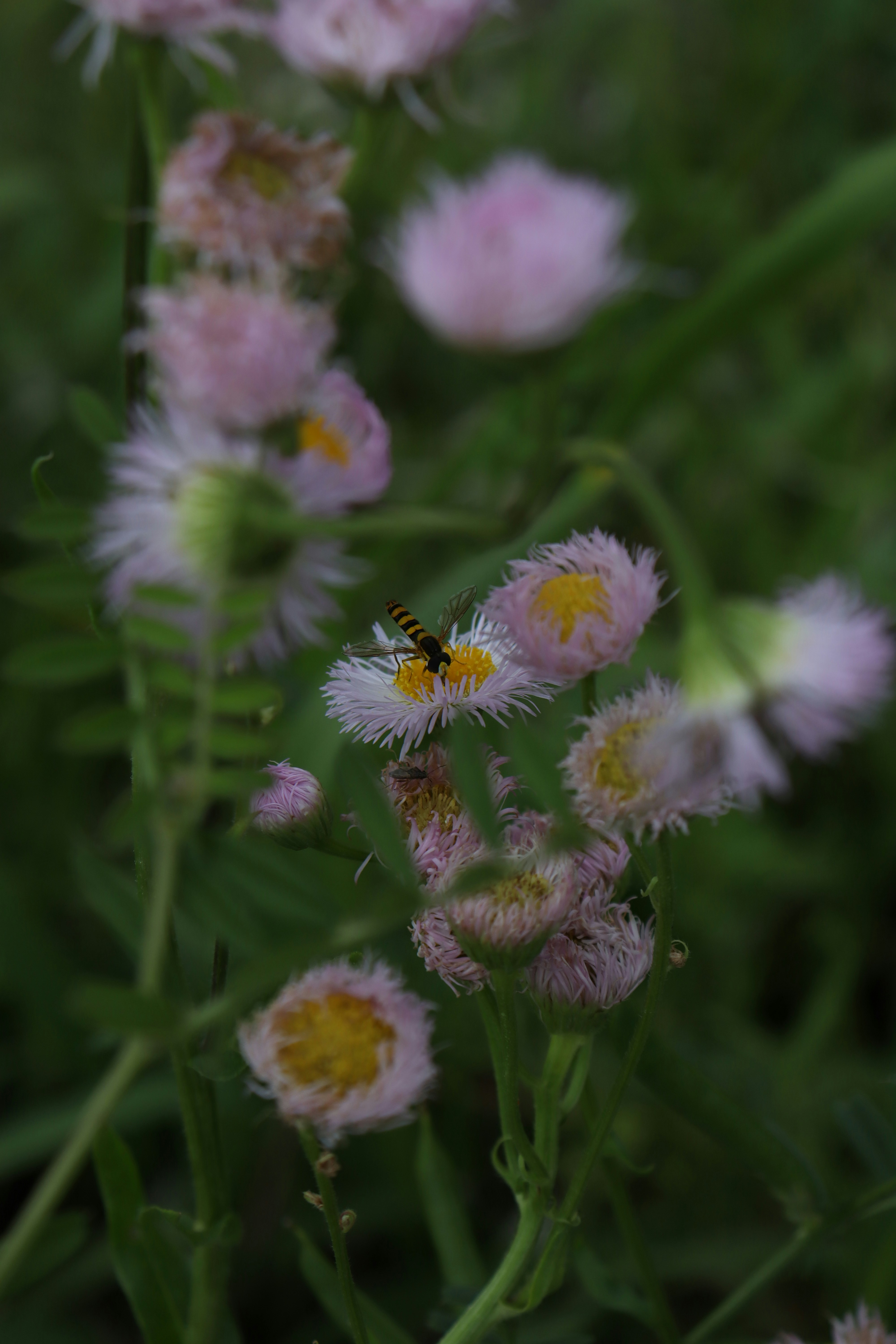 Hoverfly on pale pink tufted blossoms in a quiet green glow