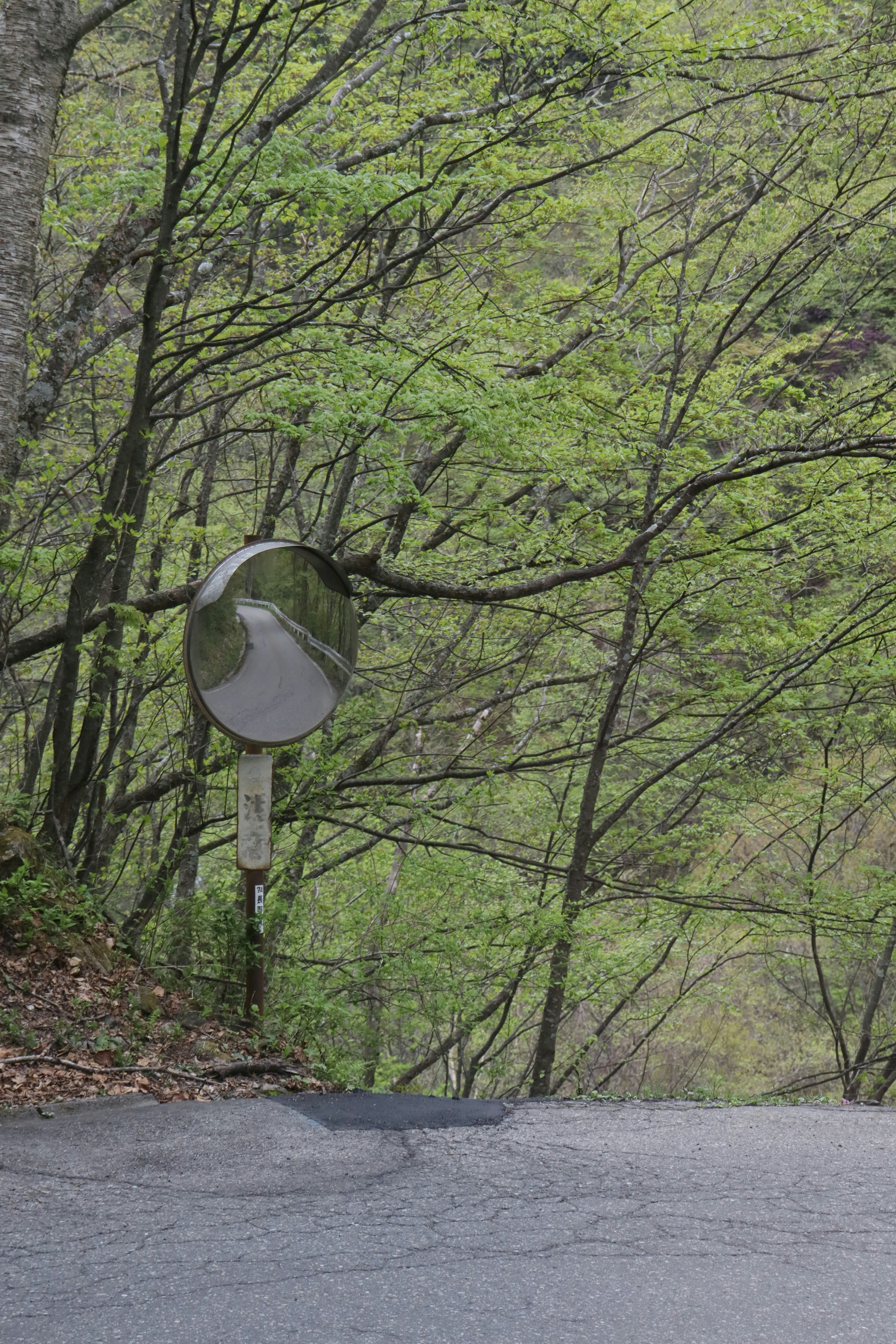 Convex Sentinel on a Green Bend: A Forest Road Reflected in a Circular Mirror