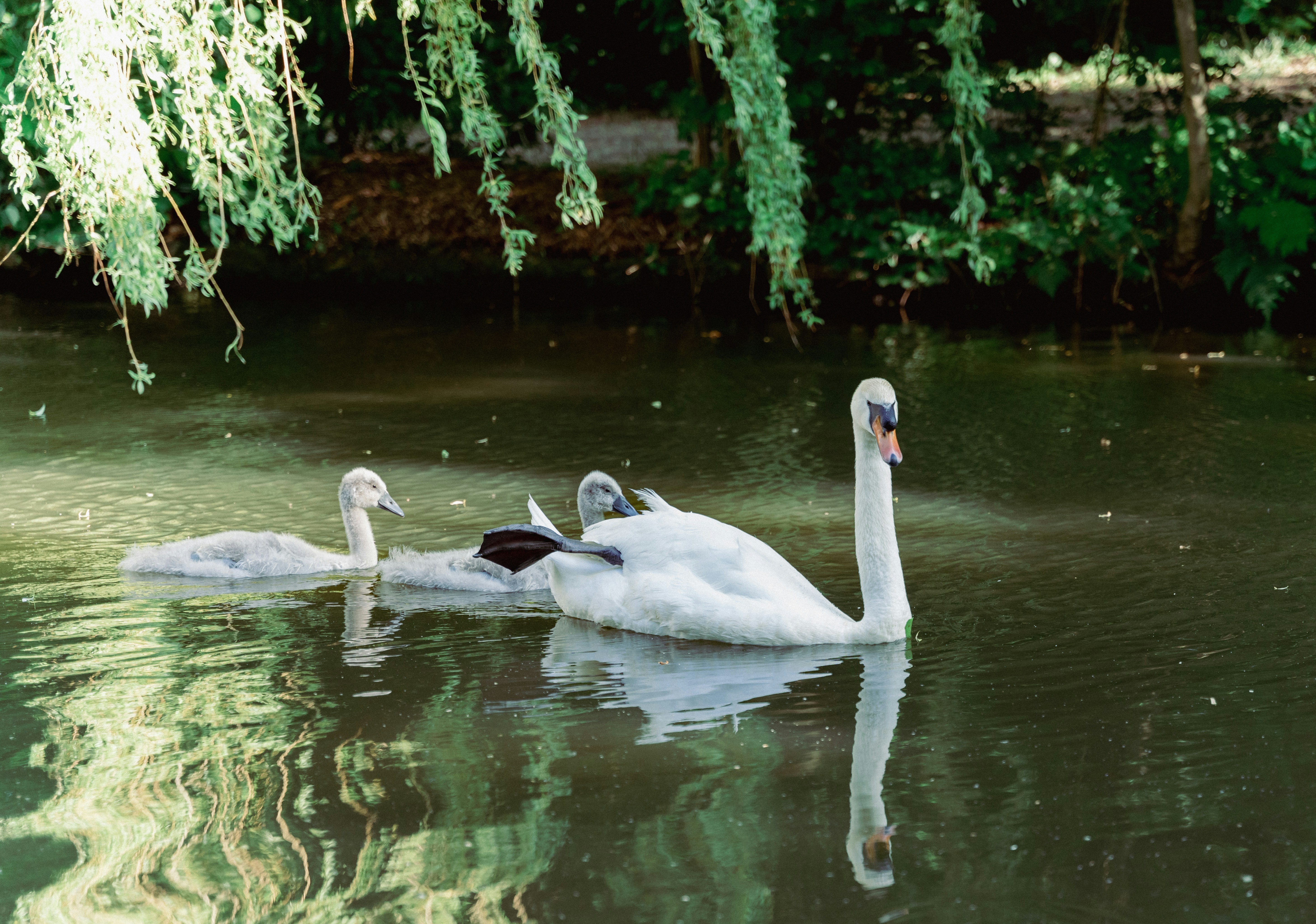 River Choir: Trio of Swans Gliding Beneath Weeping Willows