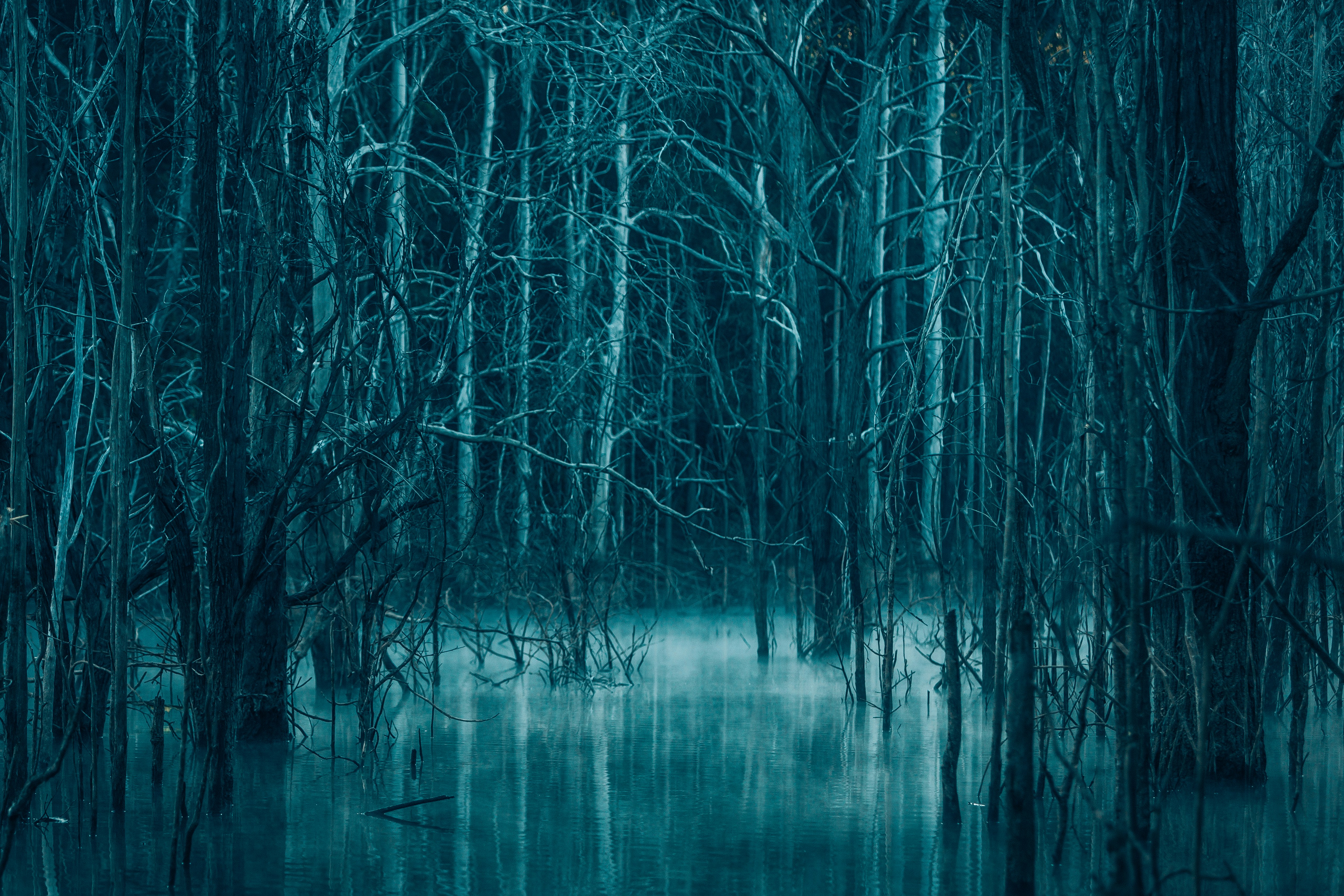 A swamp filled with lots of water surrounded by trees photo – Free ...