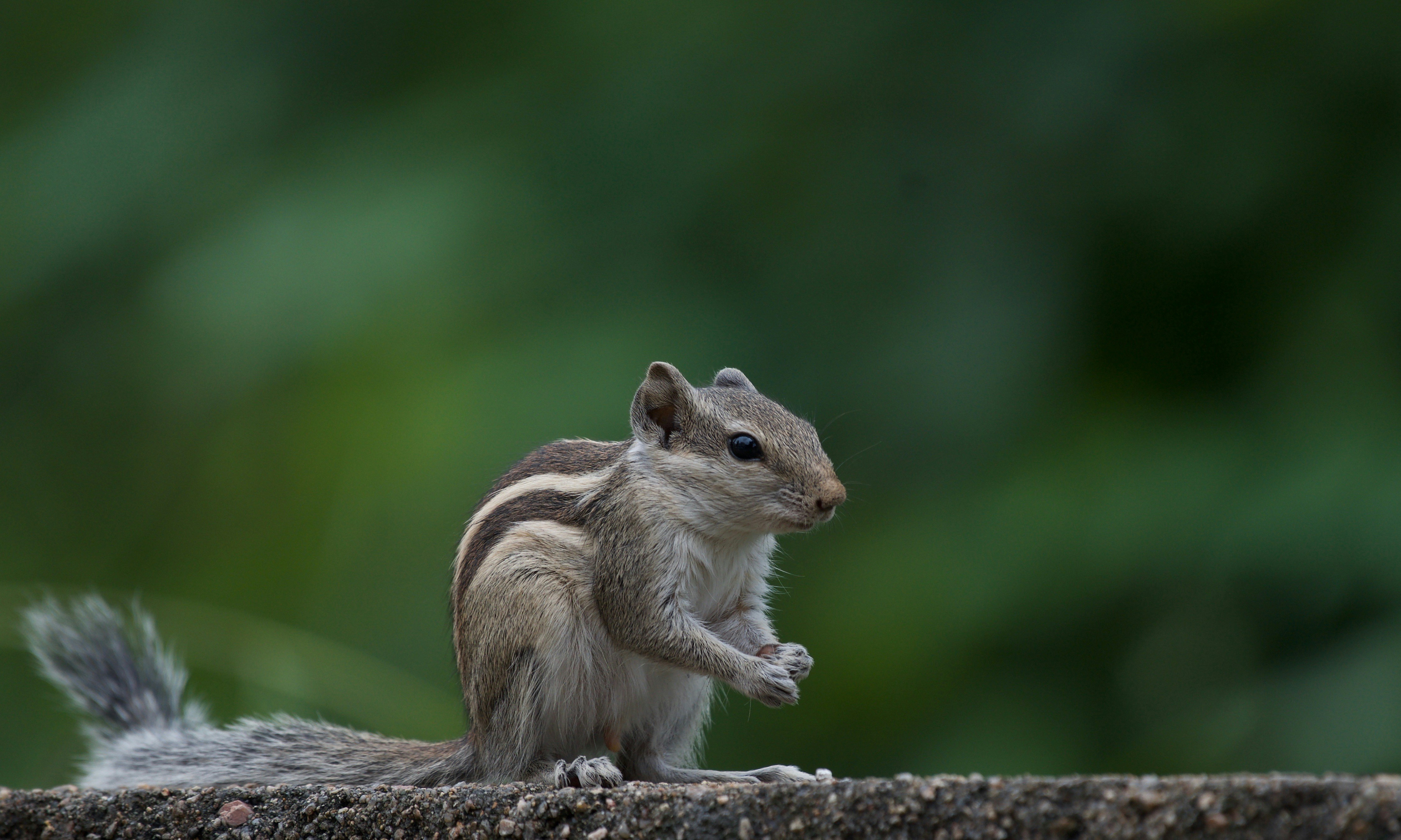 Curious Squirrel on a Weathered Branch