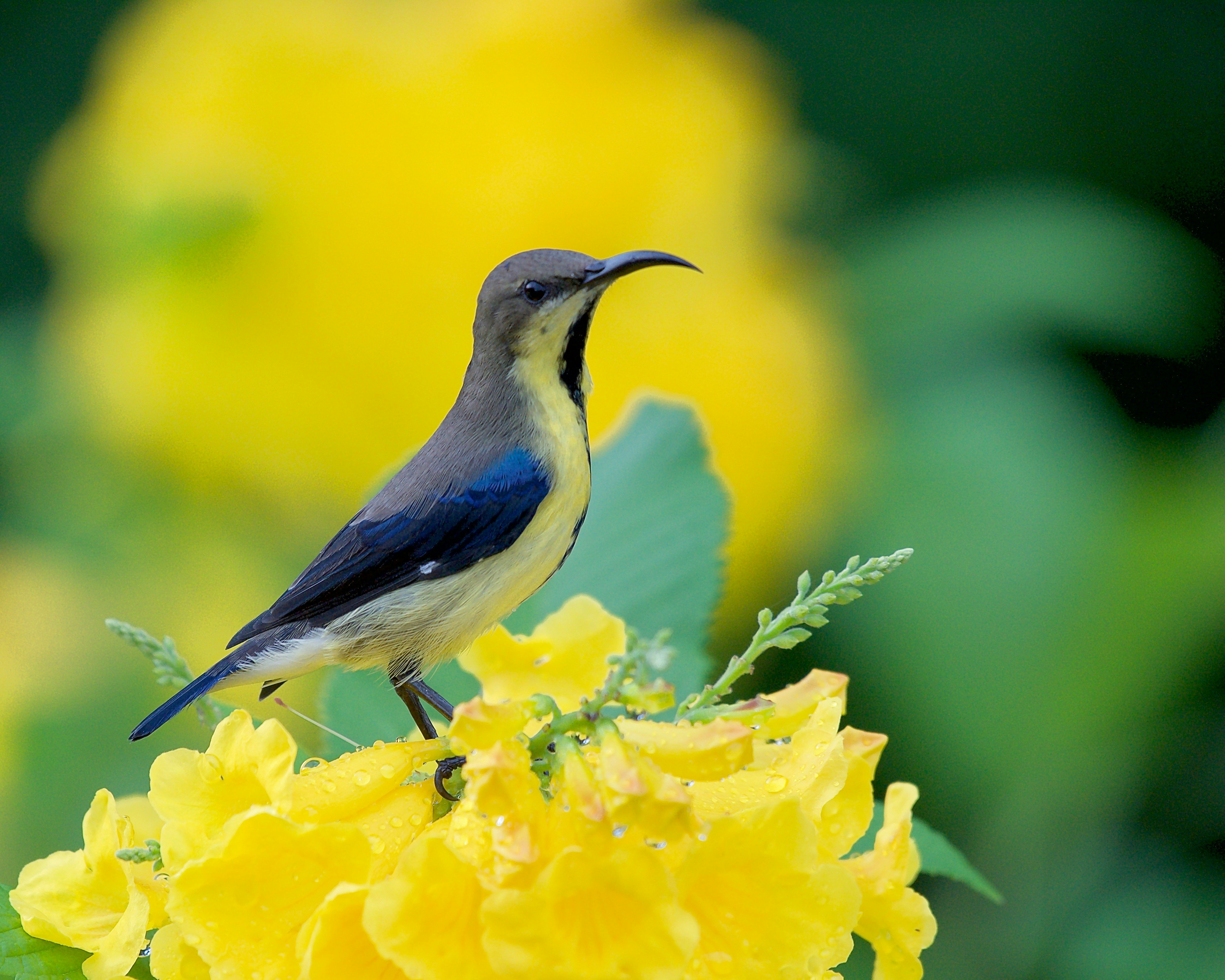 Beak-arc Nectar Hunter Perched on a Yellow Bloom