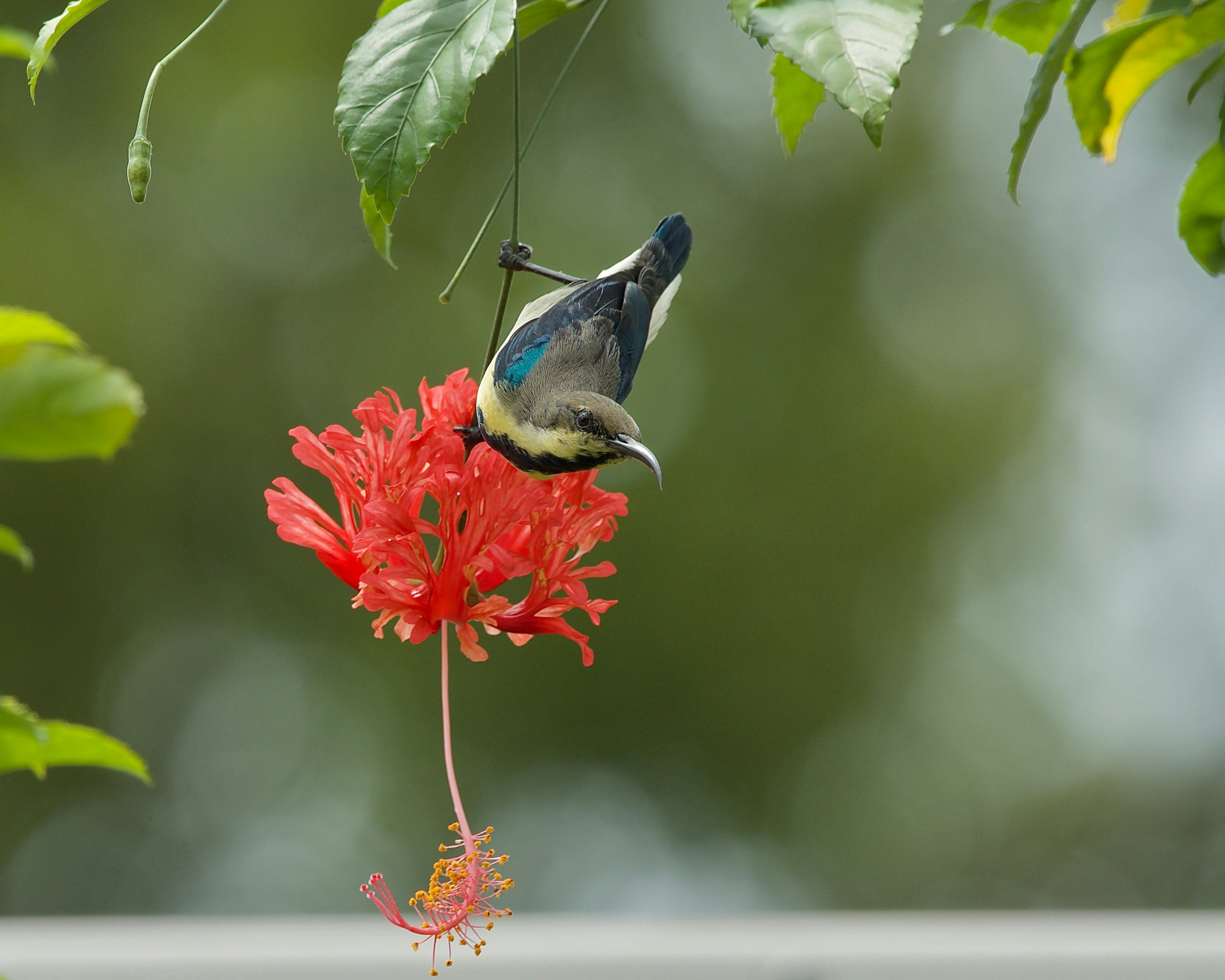 Crimson Bloom, Delicate Pause: Hummingbird in Slow Swoop