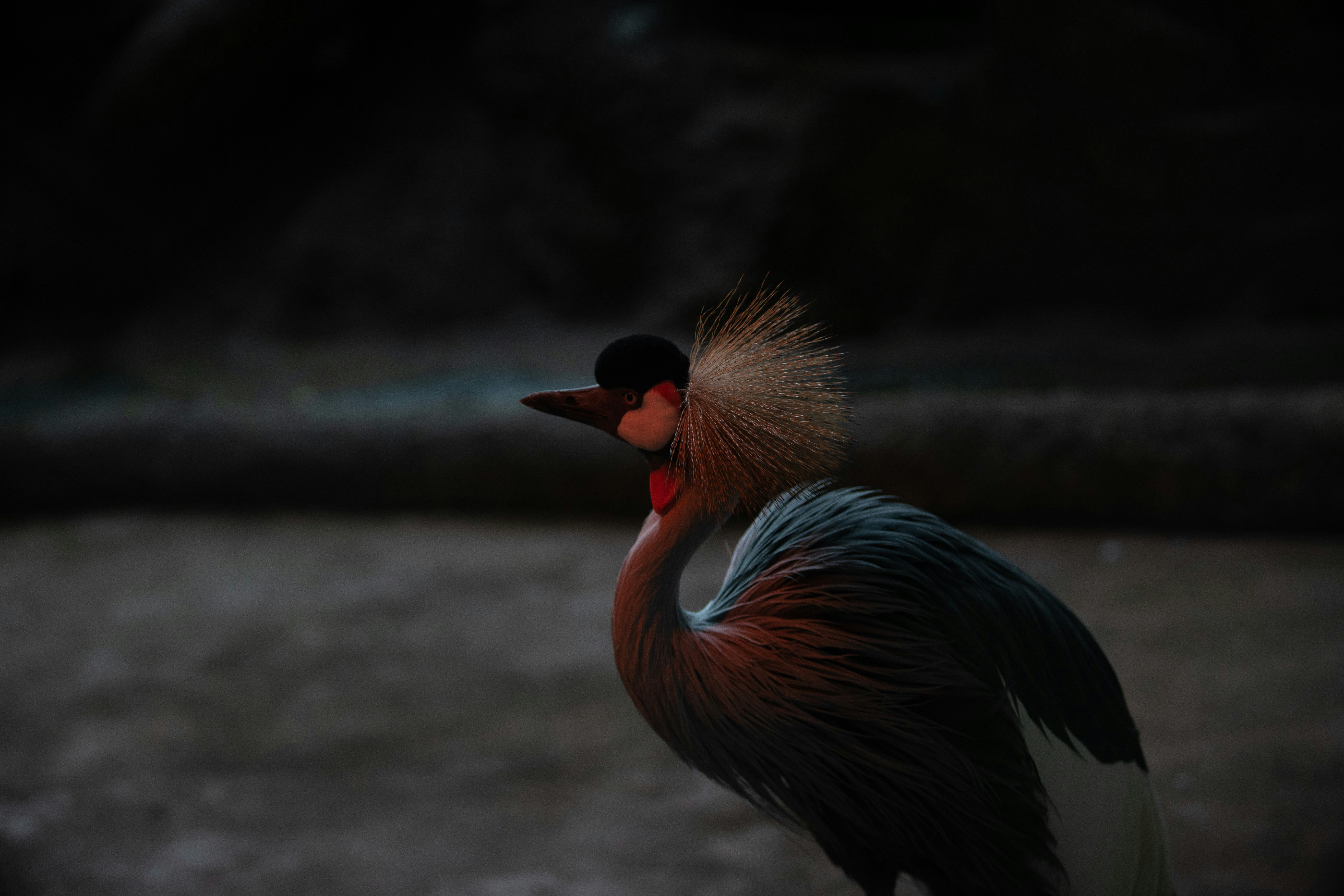 Dusk Portrait of a Grey Crowned Crane by a Quiet River