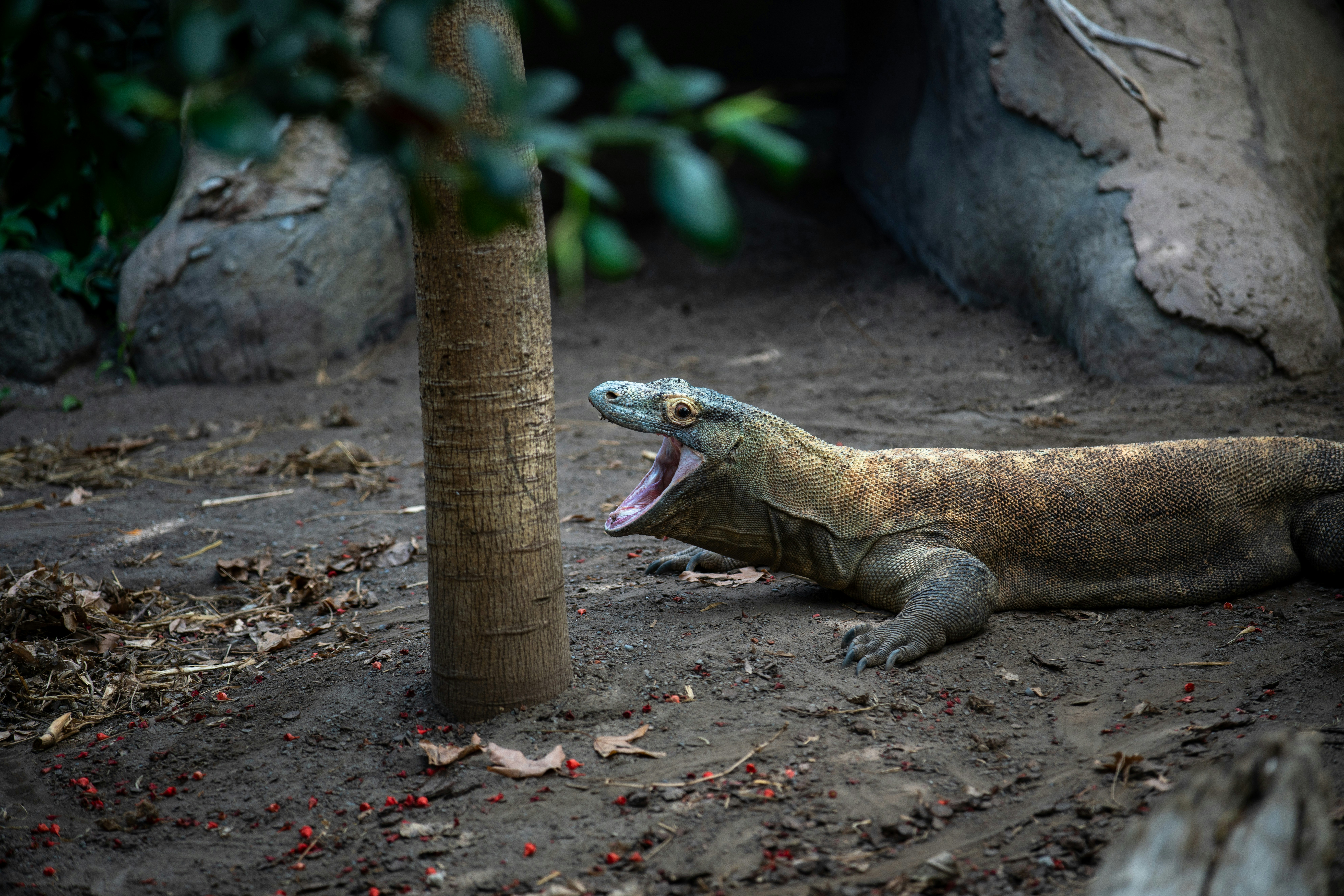 A large lizard laying on the ground next to a tree photo – Free Animal ...