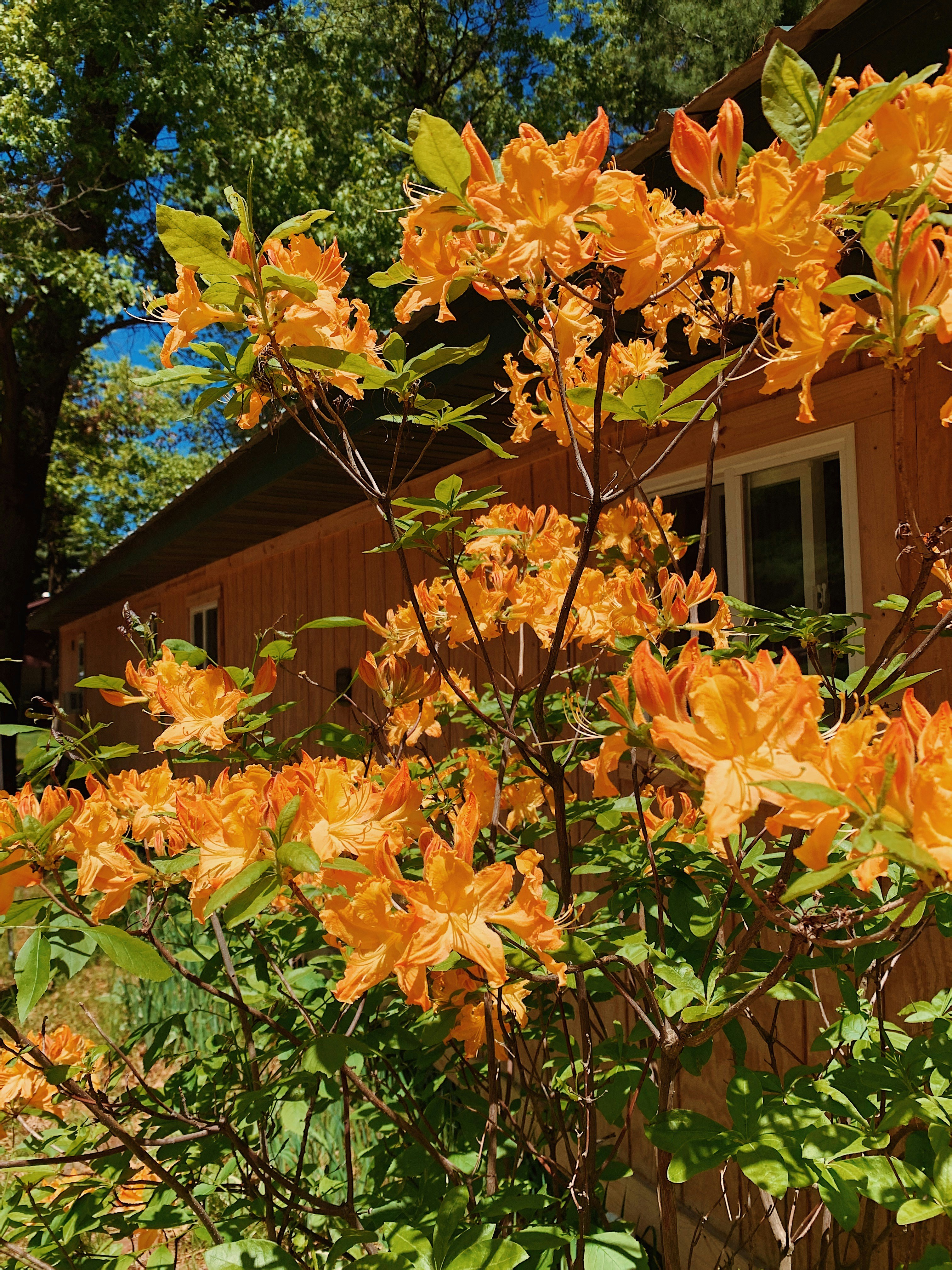 a bush of orange flowers in front of a house