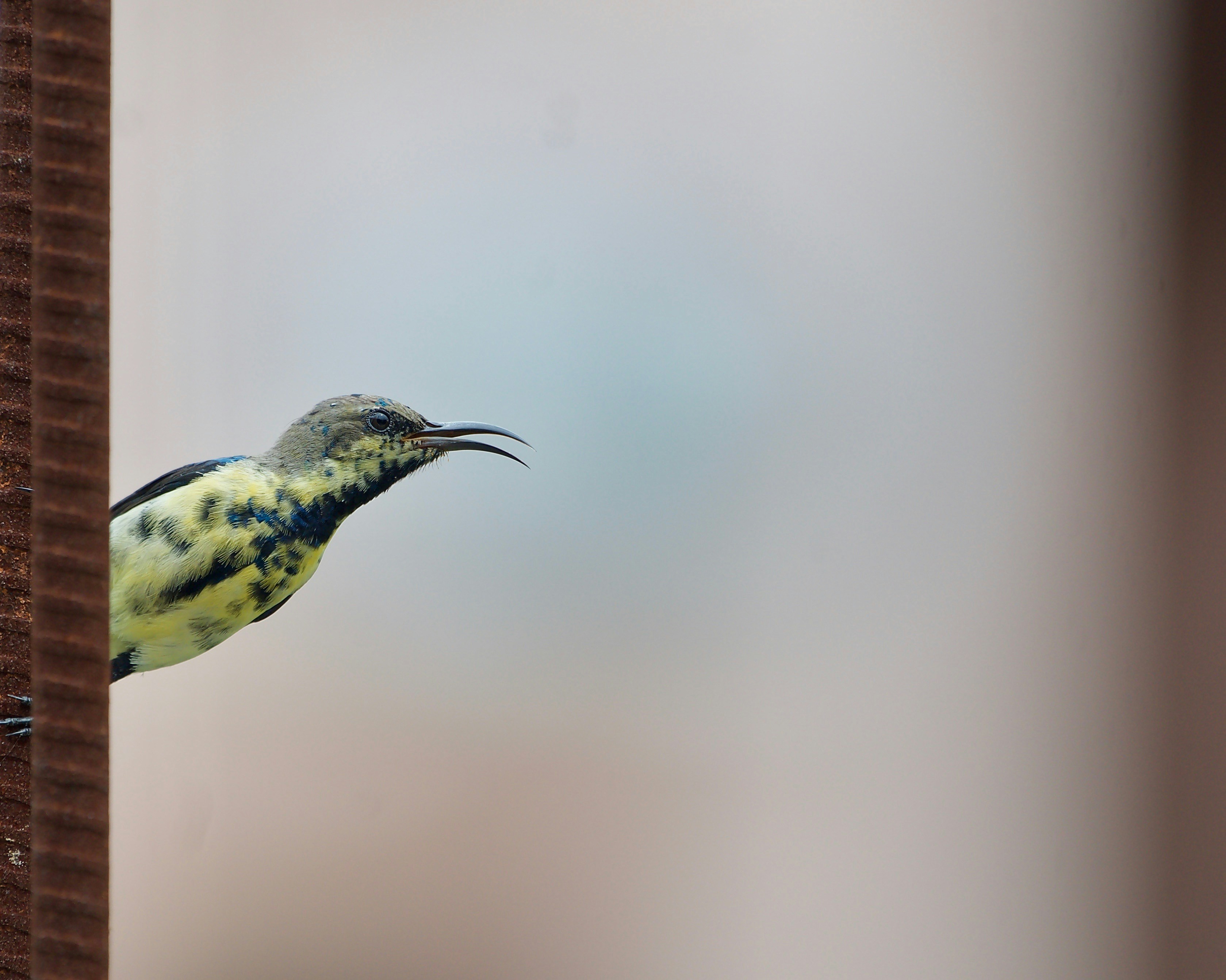 Peering from the Gap: A Yellow-Green Sunbird in a Narrow Frame