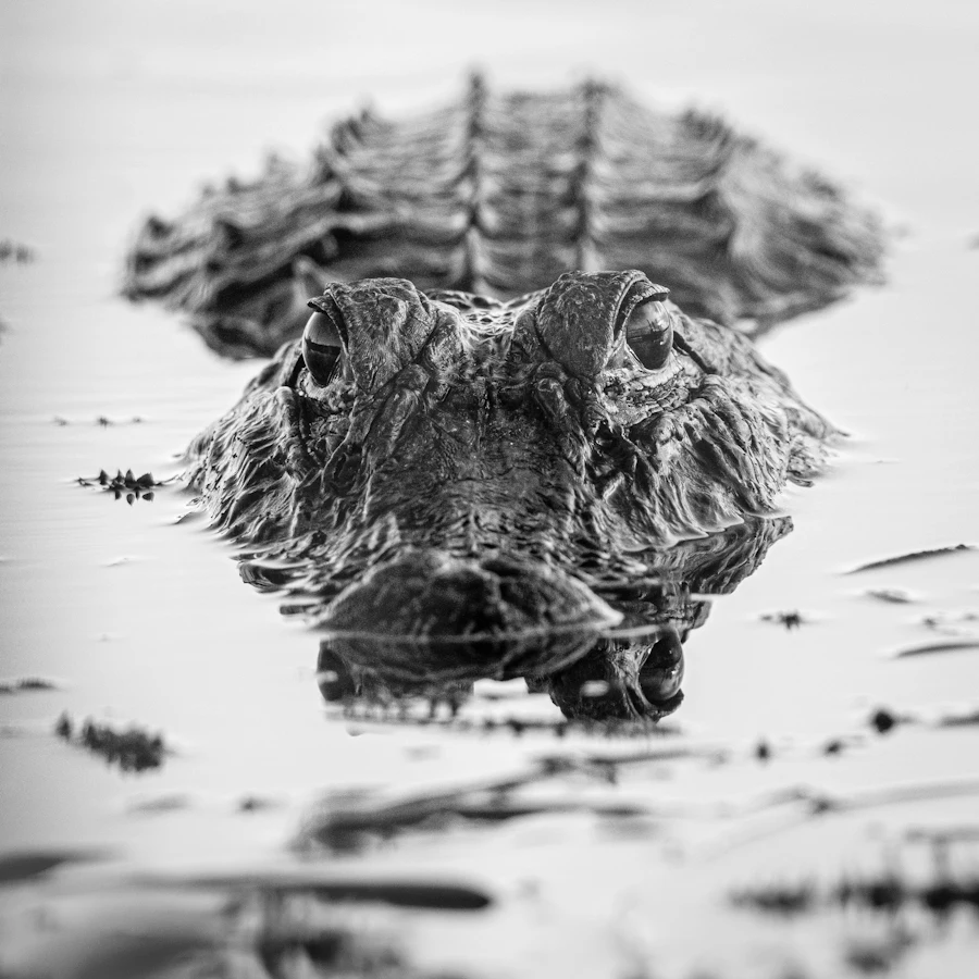 A crocodilian faces the camera with only its eyes and snout above the water, its ridged back fading into the background. The monochrome scene emphasizes texture and stillness.