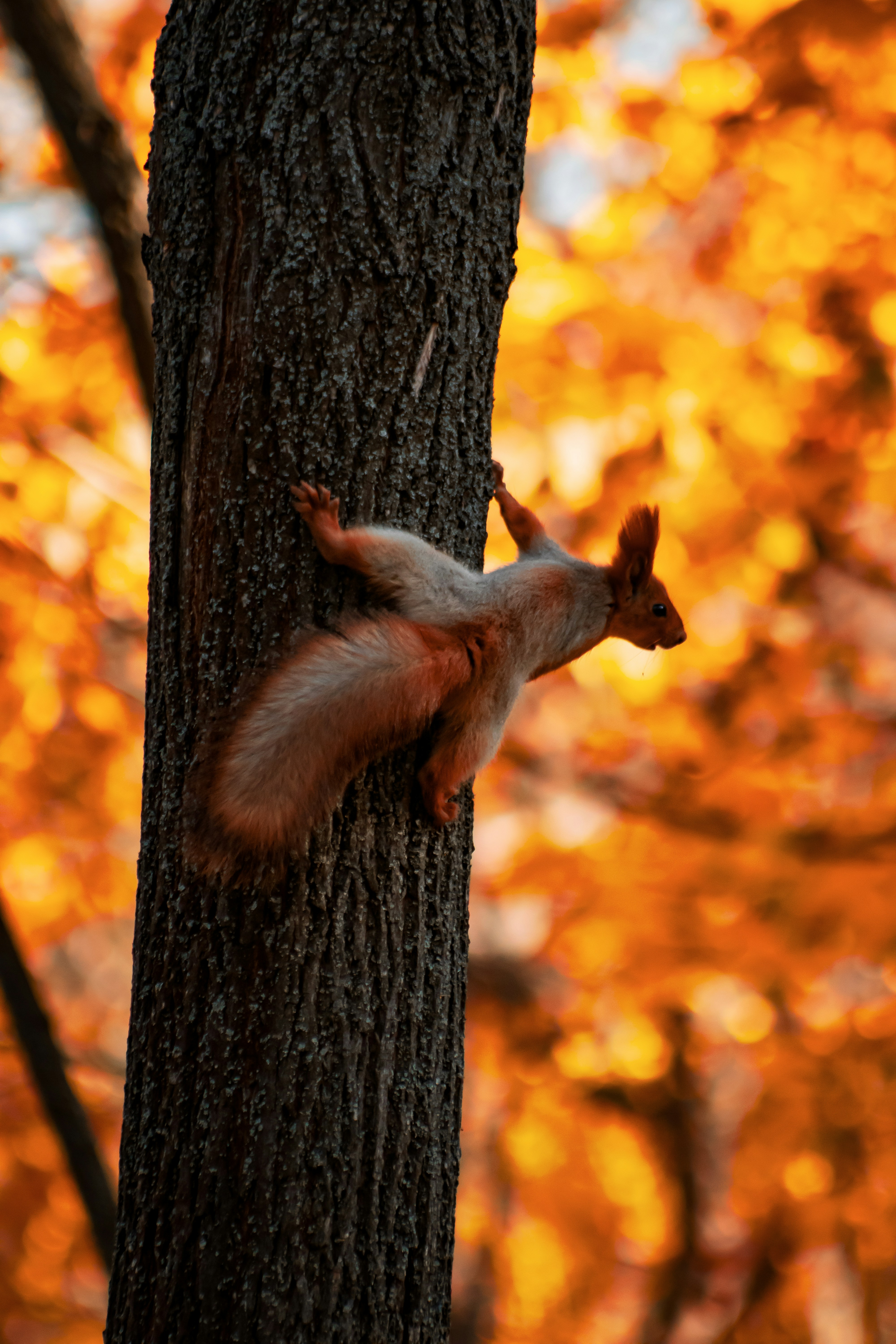 Crimson Climber: A Squirrel Grips Autumn Bark Under Golden Canopy