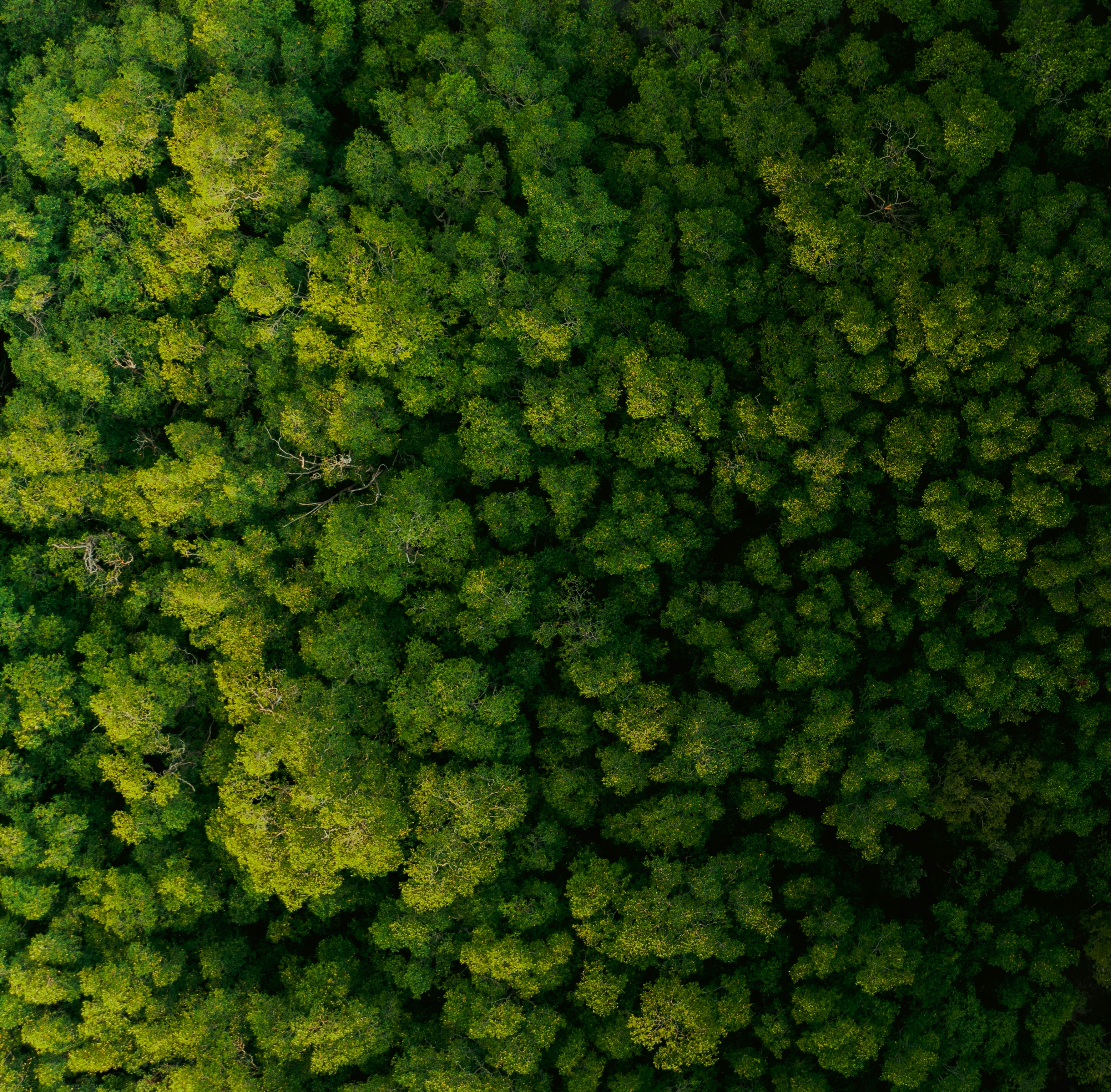 Aerial view showcasing a dense forest canopy, filled with varying shades of green foliage. The intricate patterns of treetops create a natural mosaic.