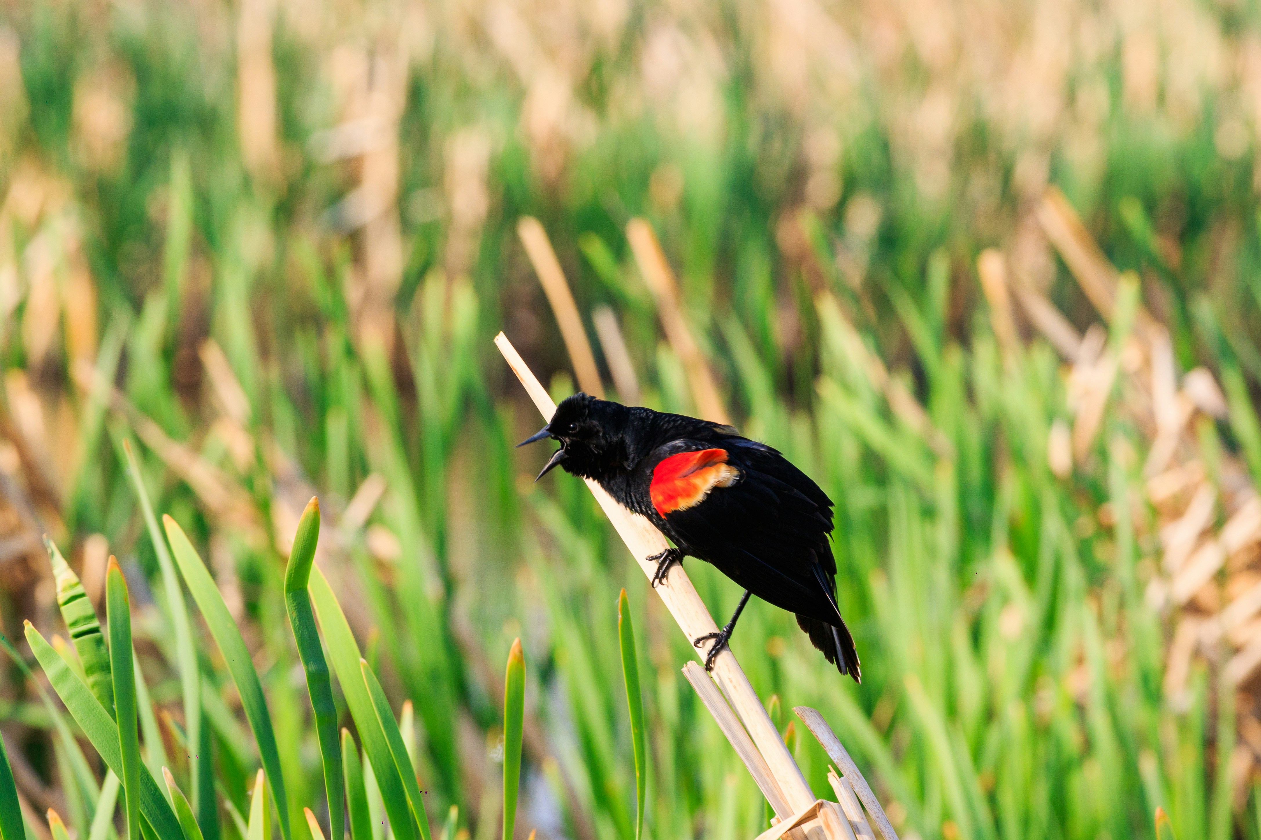 Photo by Alex Badeev with Canon EOS 7D Mark II