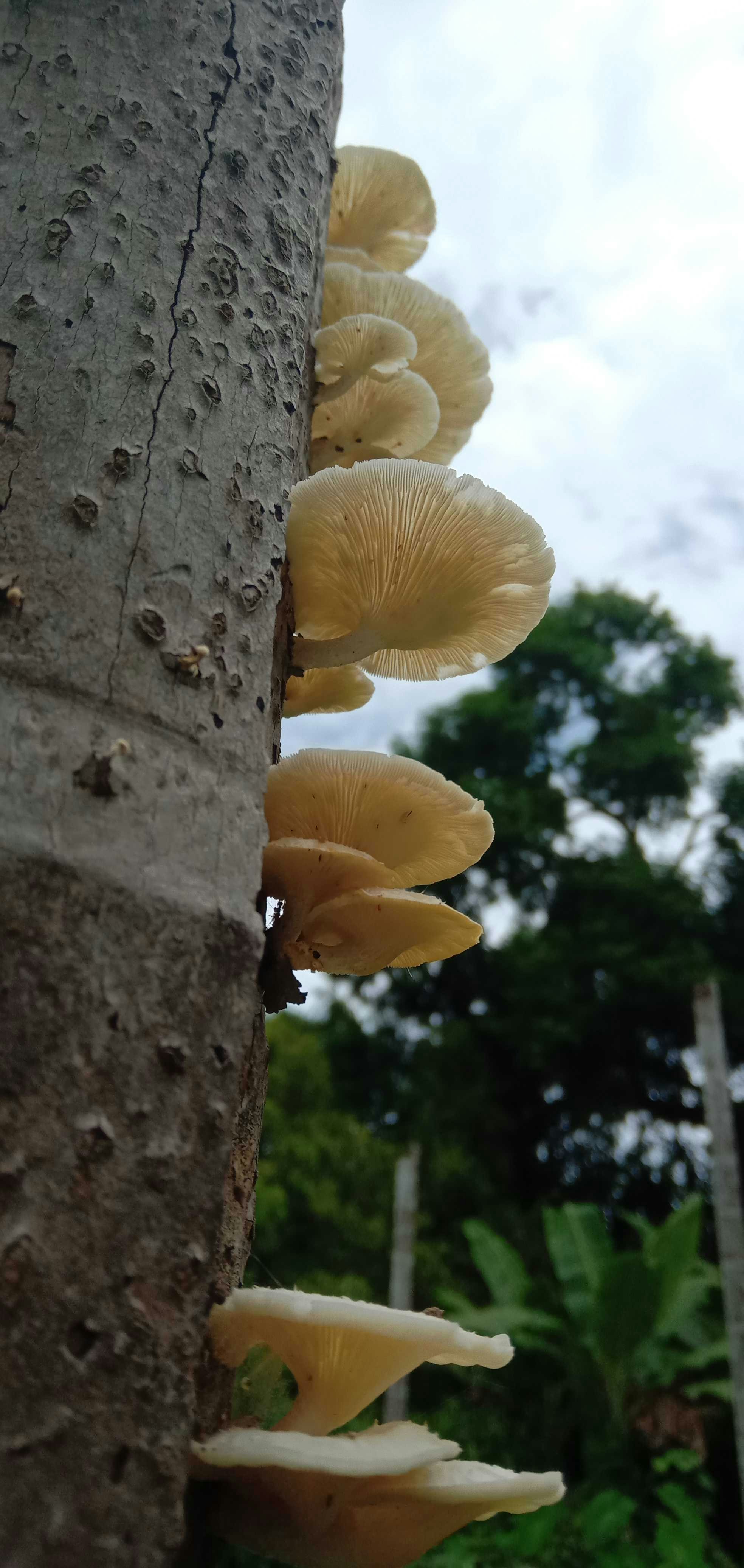 Golden brackets climbing a gray trunk: a vertical gallery of shelf fungi
