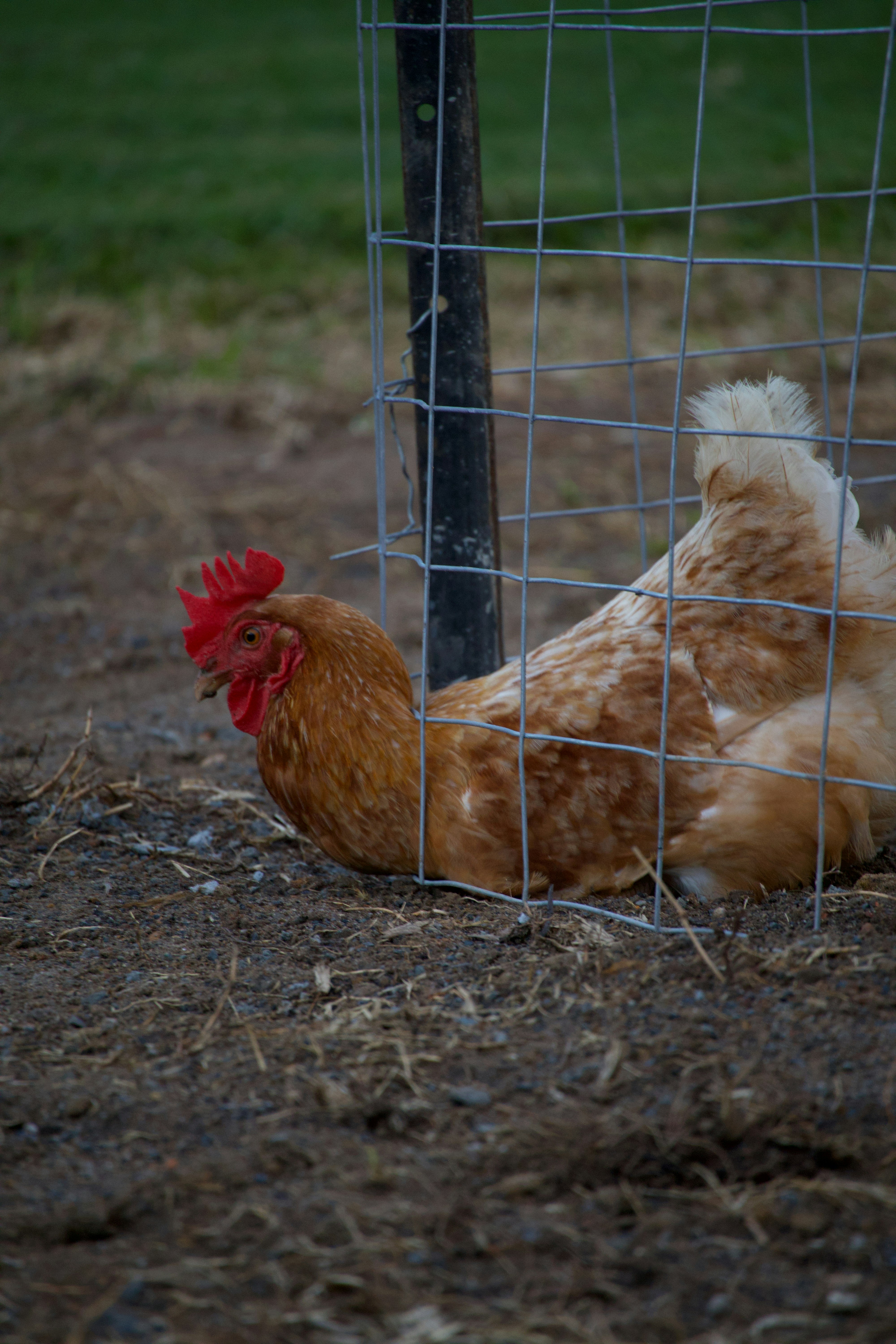 A chicken in a cage on the ground photo – Free Chicken Image on Unsplash