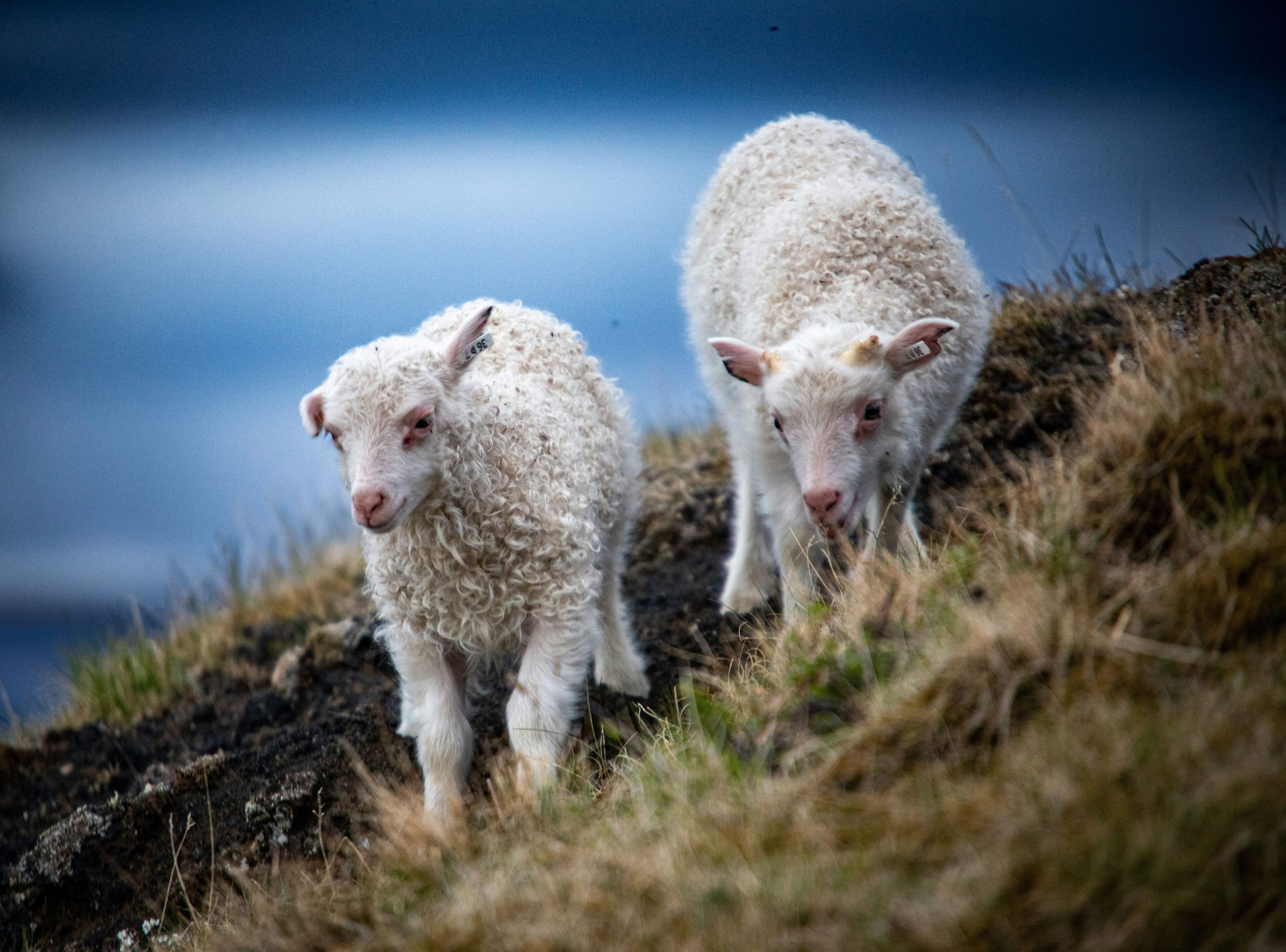 Cute Sheep Pictures | Download Free Images on Unsplash