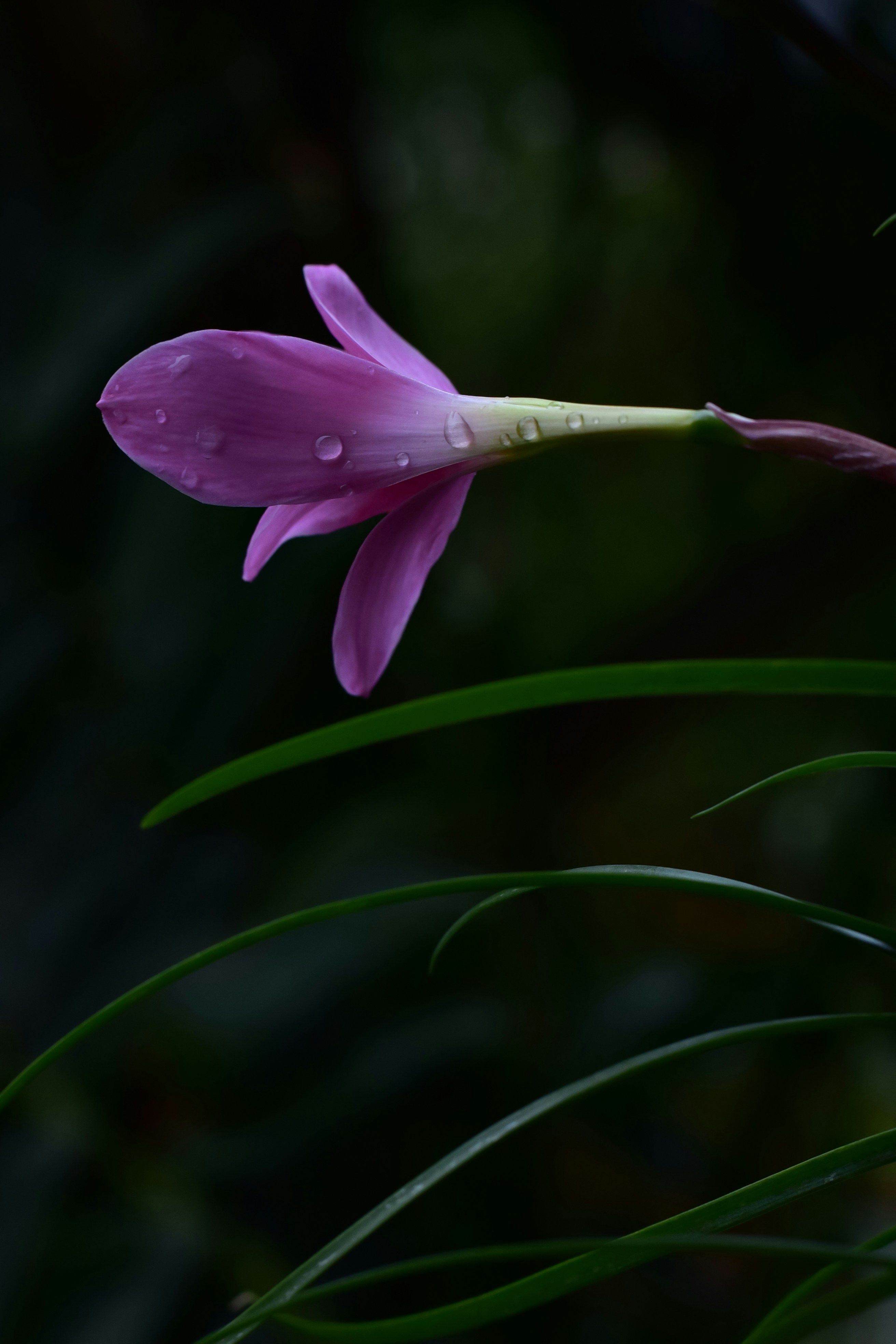 Dew-Kissed Pink Bloom on Velvet Darkness