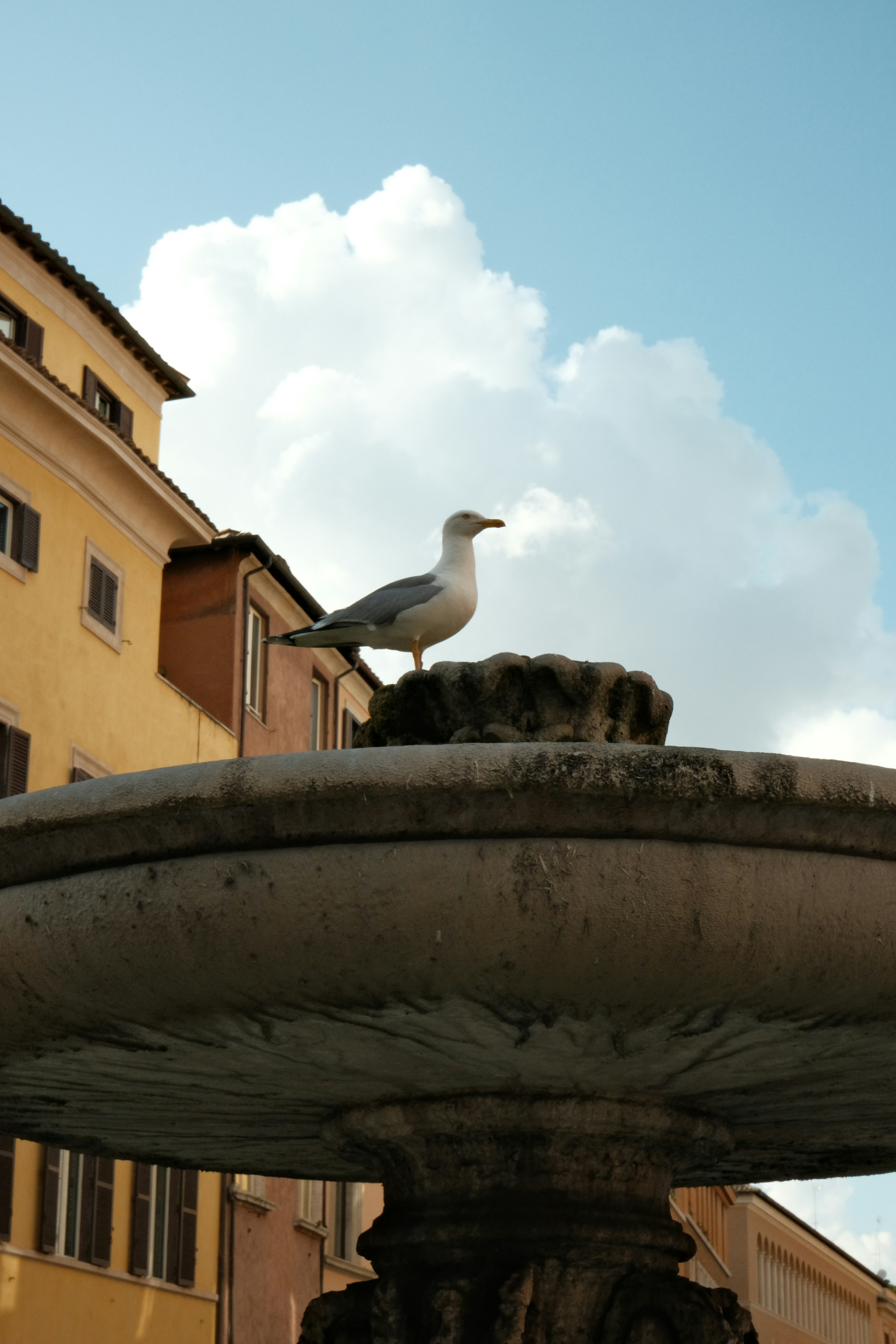 Seagull on a Weathered Fountain: a Sunlit Mediterranean Moment
