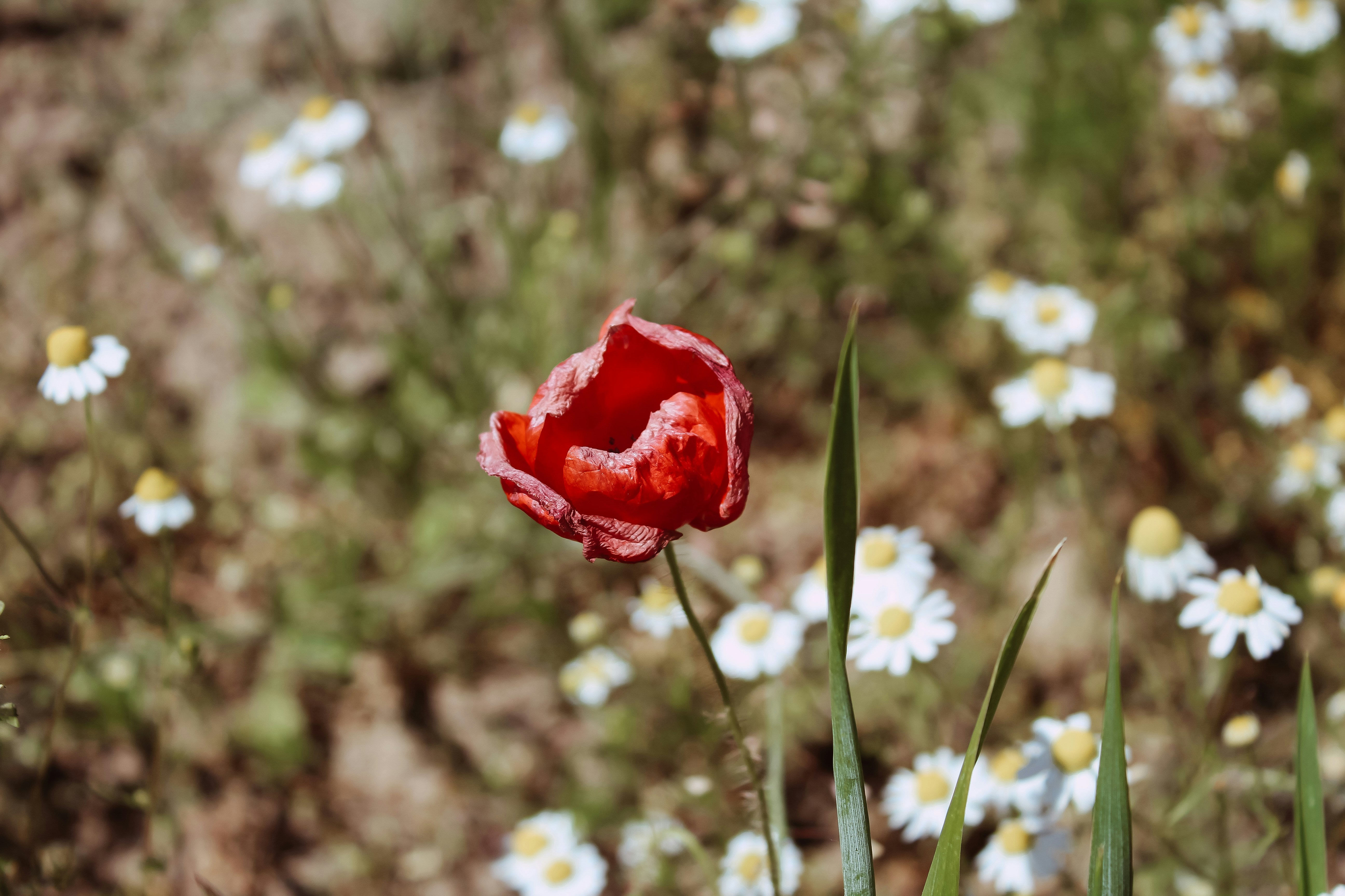 Solitary Scarlet Amidst Daisies