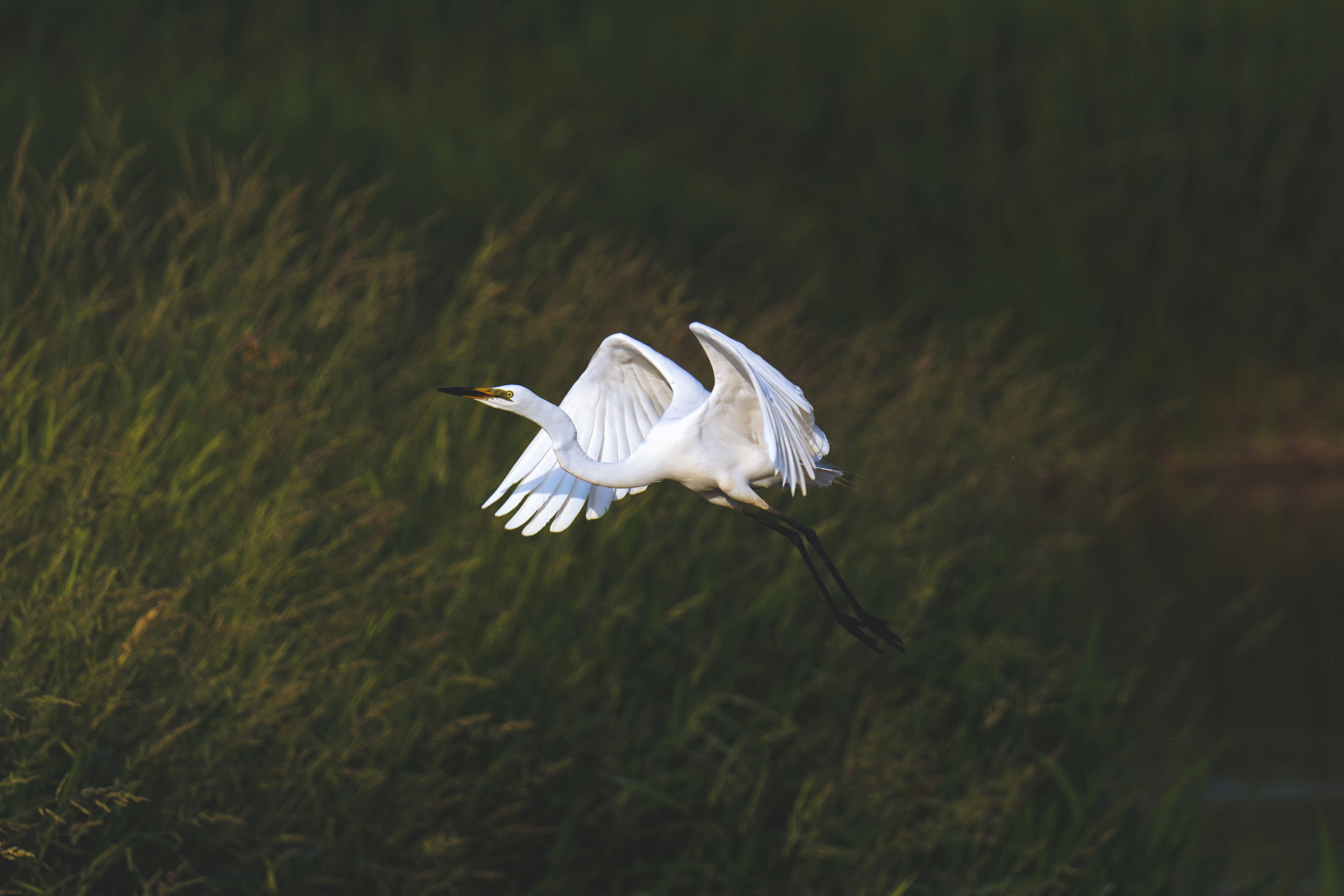 Glide of the White Egret: A Marsh Flight at Dusk