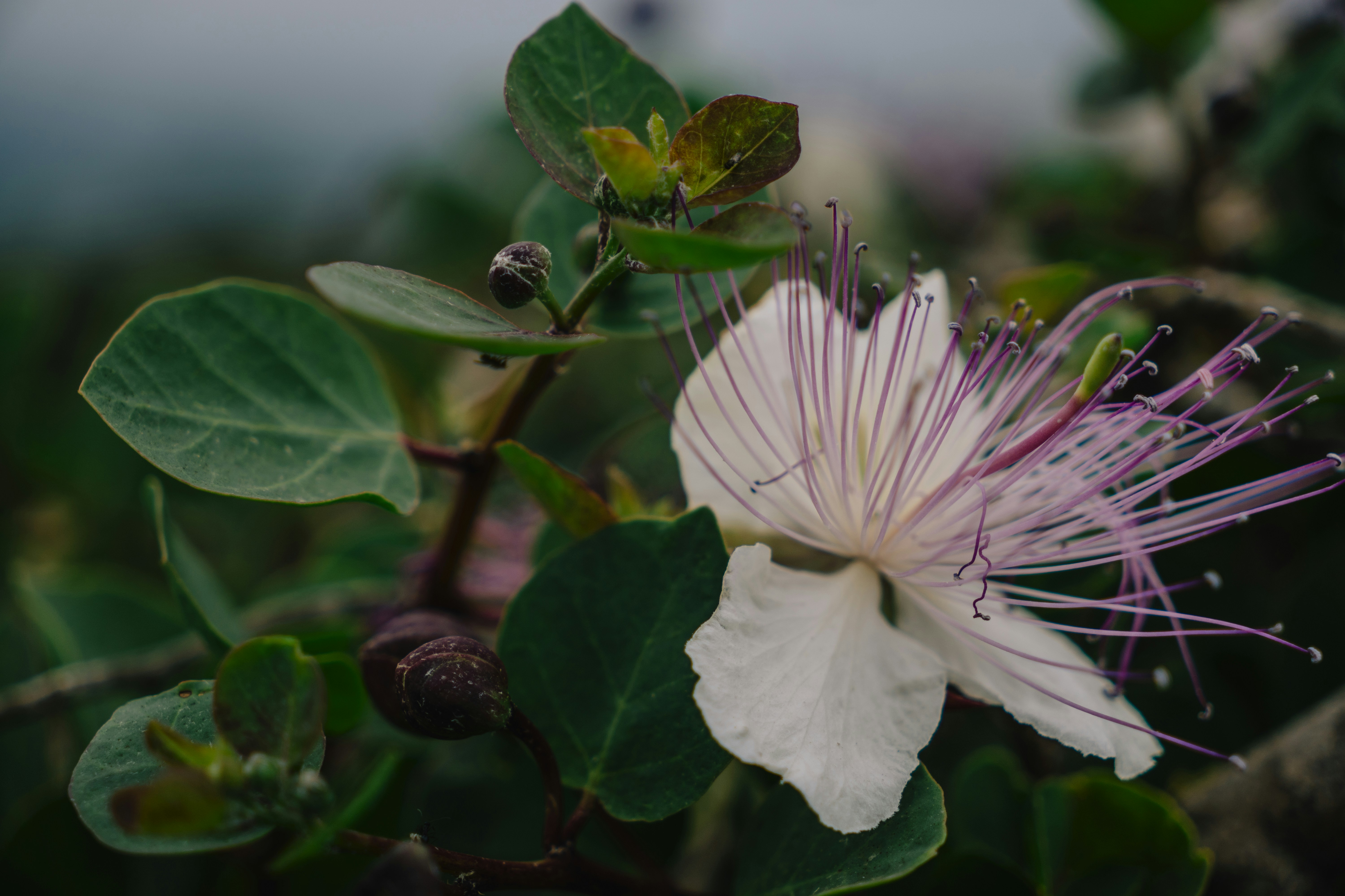 Electric Filaments: a white bloom with lavender stamens among emerald leaves