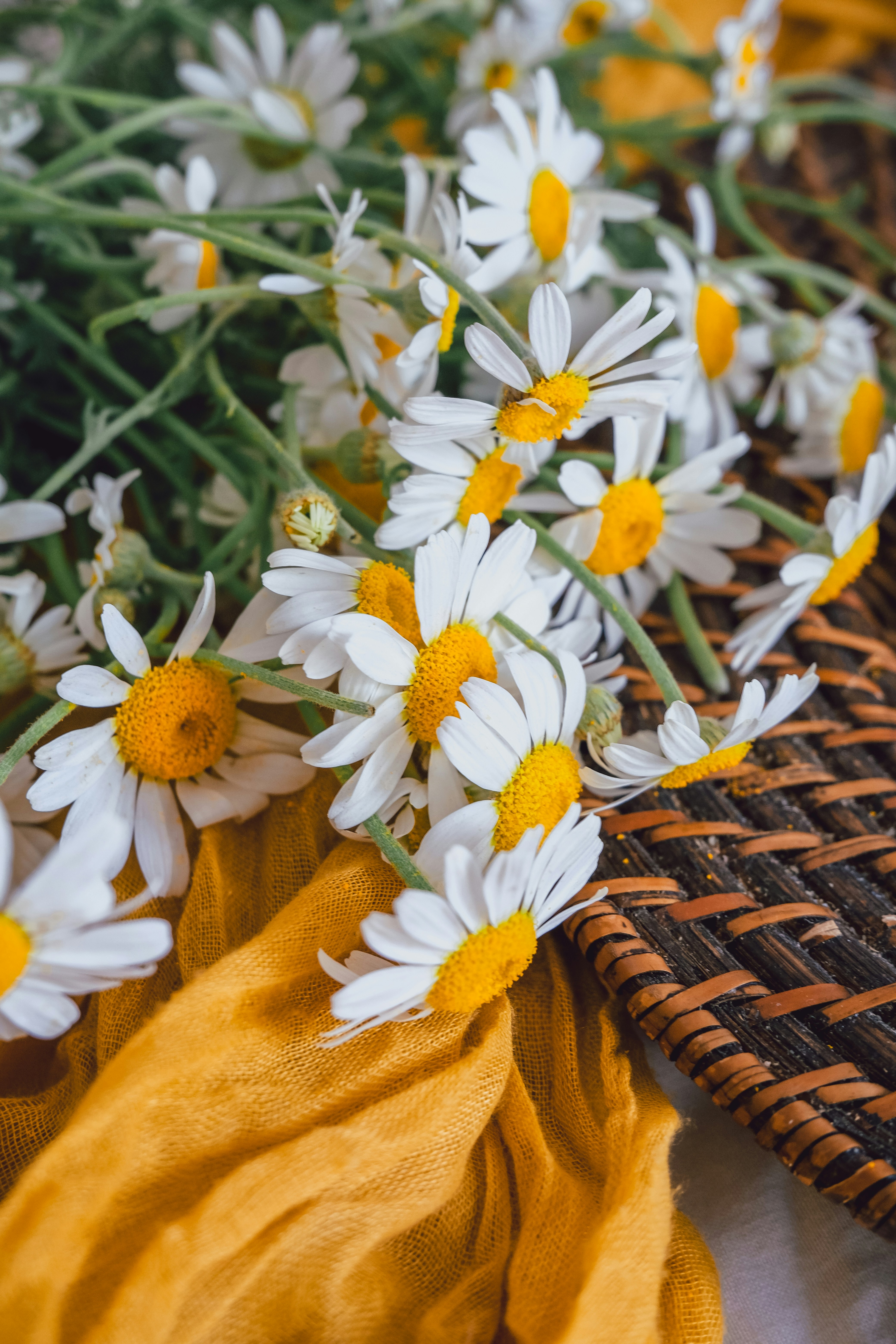 Daisy Cascade on a Sunlit Golden Cloth