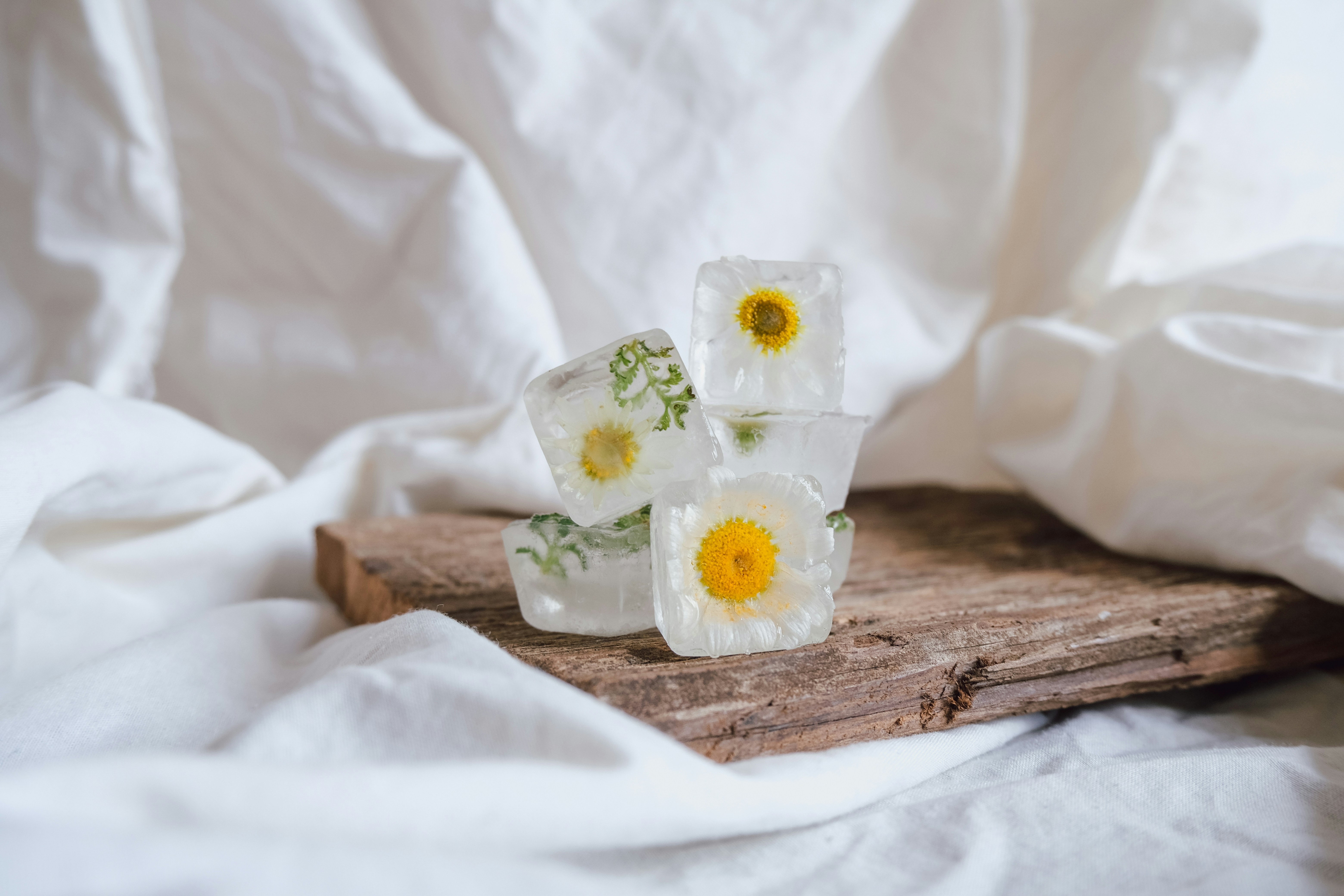 Petals in Frost: Ice Cubes Cradling Daisies on a Weathered Plank