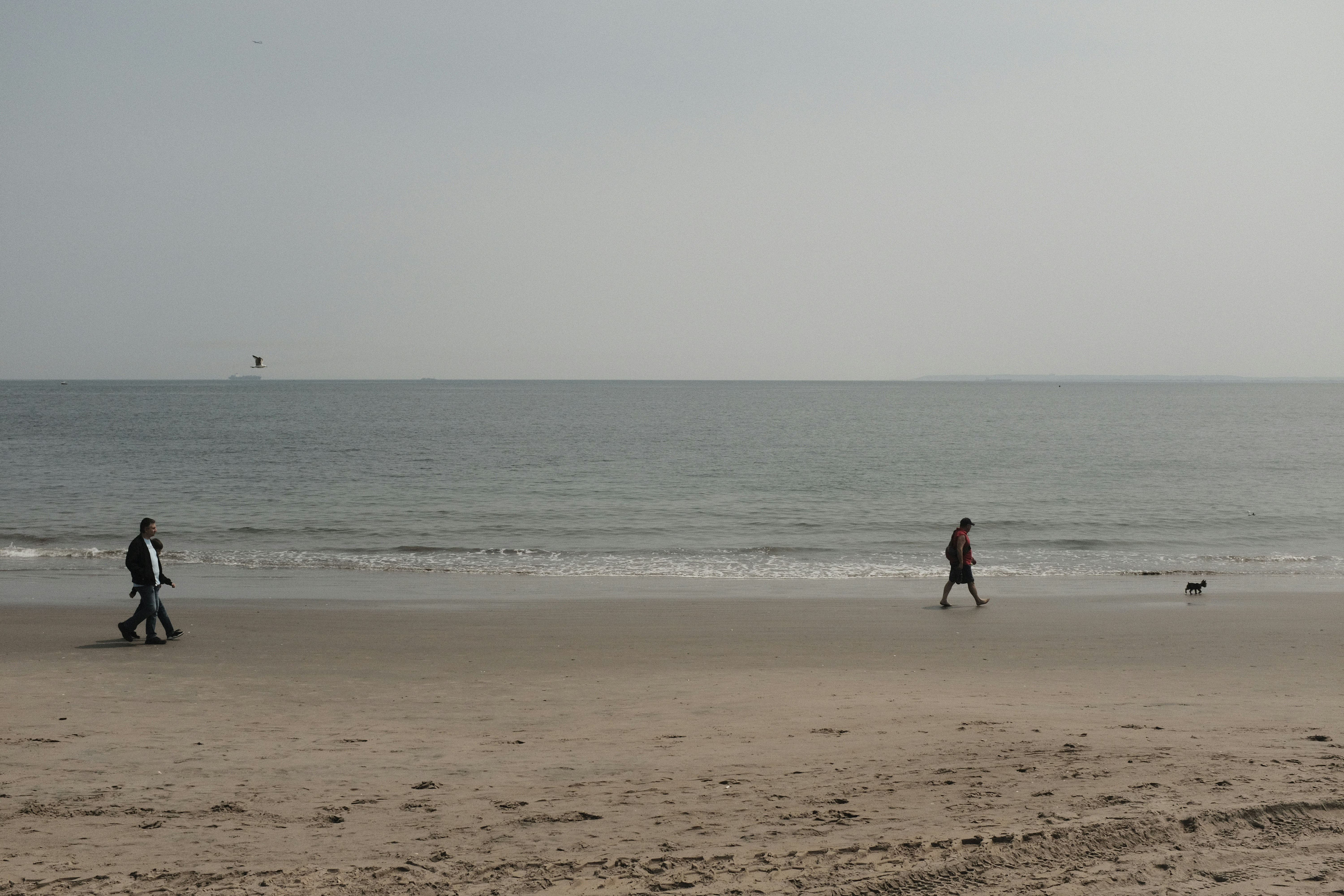 Shoreline Traces: Two Figures and a Dog on a Quiet Grey Beach