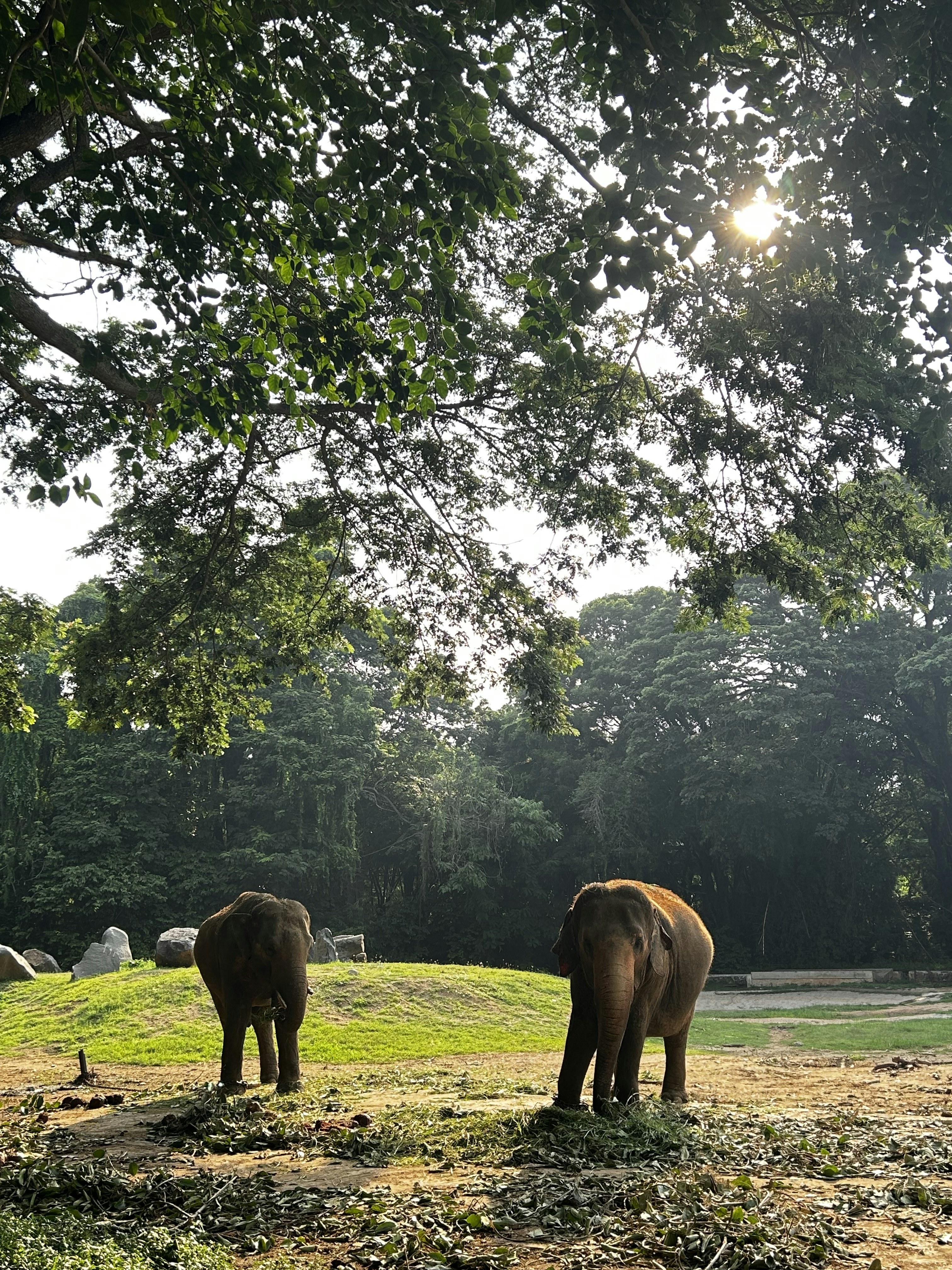 Dappled Light on Two Elephants in a Forest Clearing