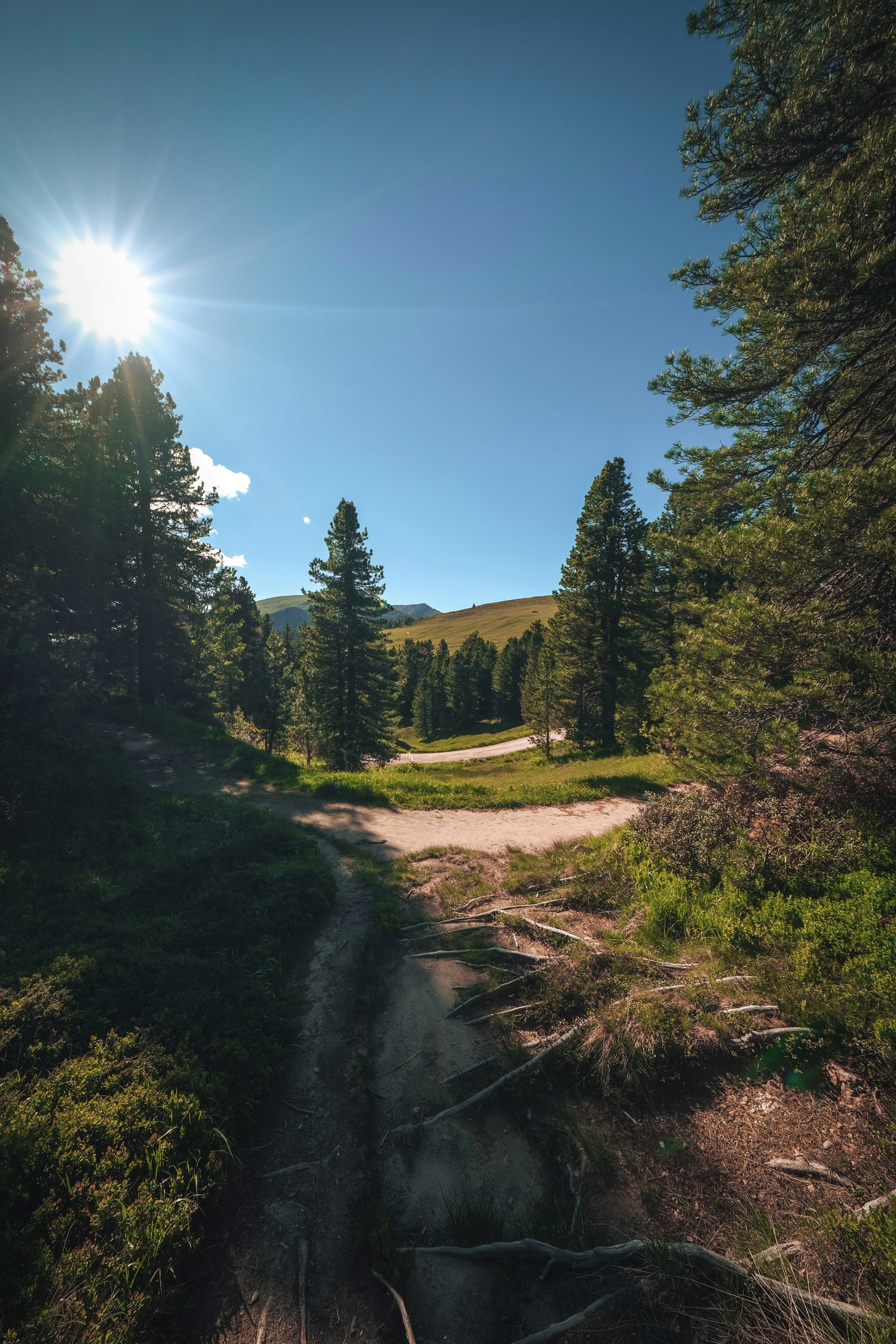 Un chemin de terre au milieu d’une forêt photo – Photo Chemin Gratuite ...